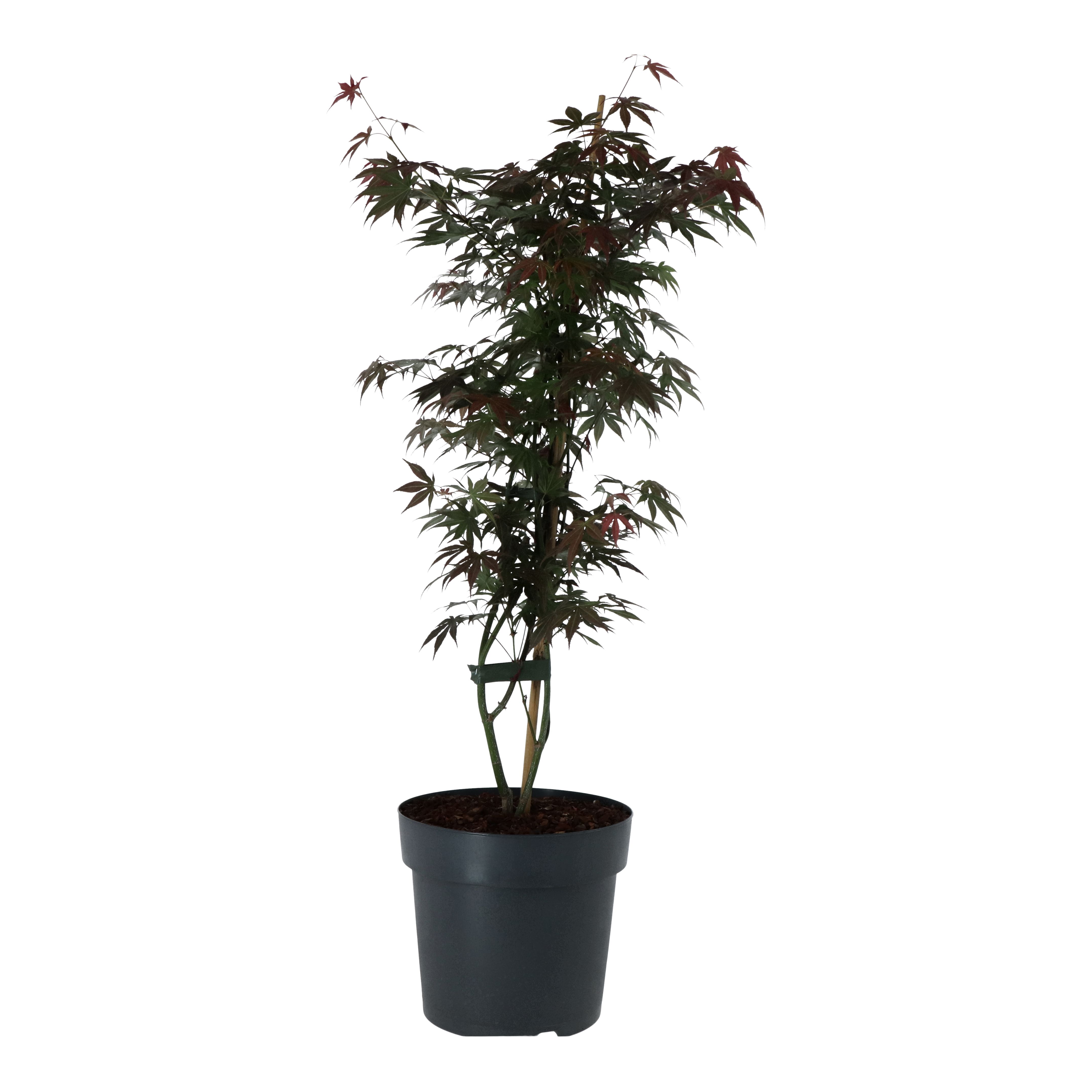 Verve Hardy Plants