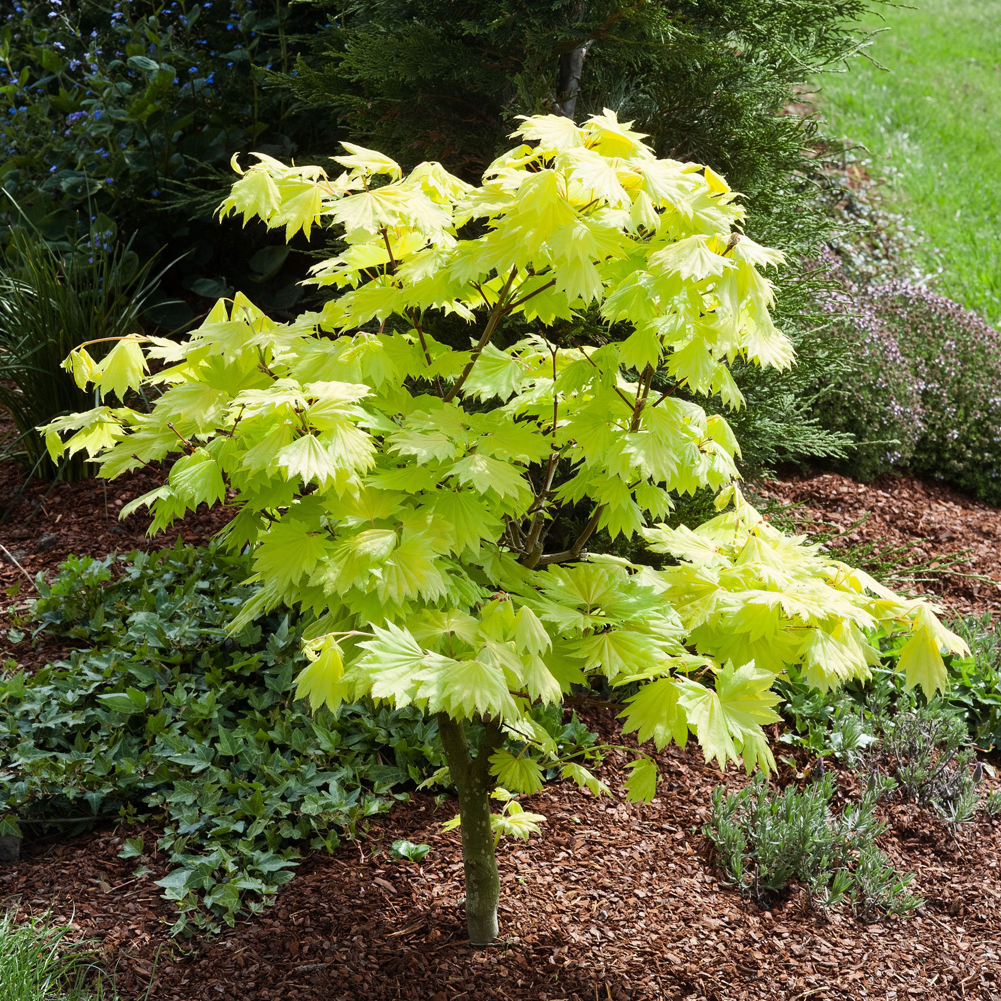 Verve Hardy Plants