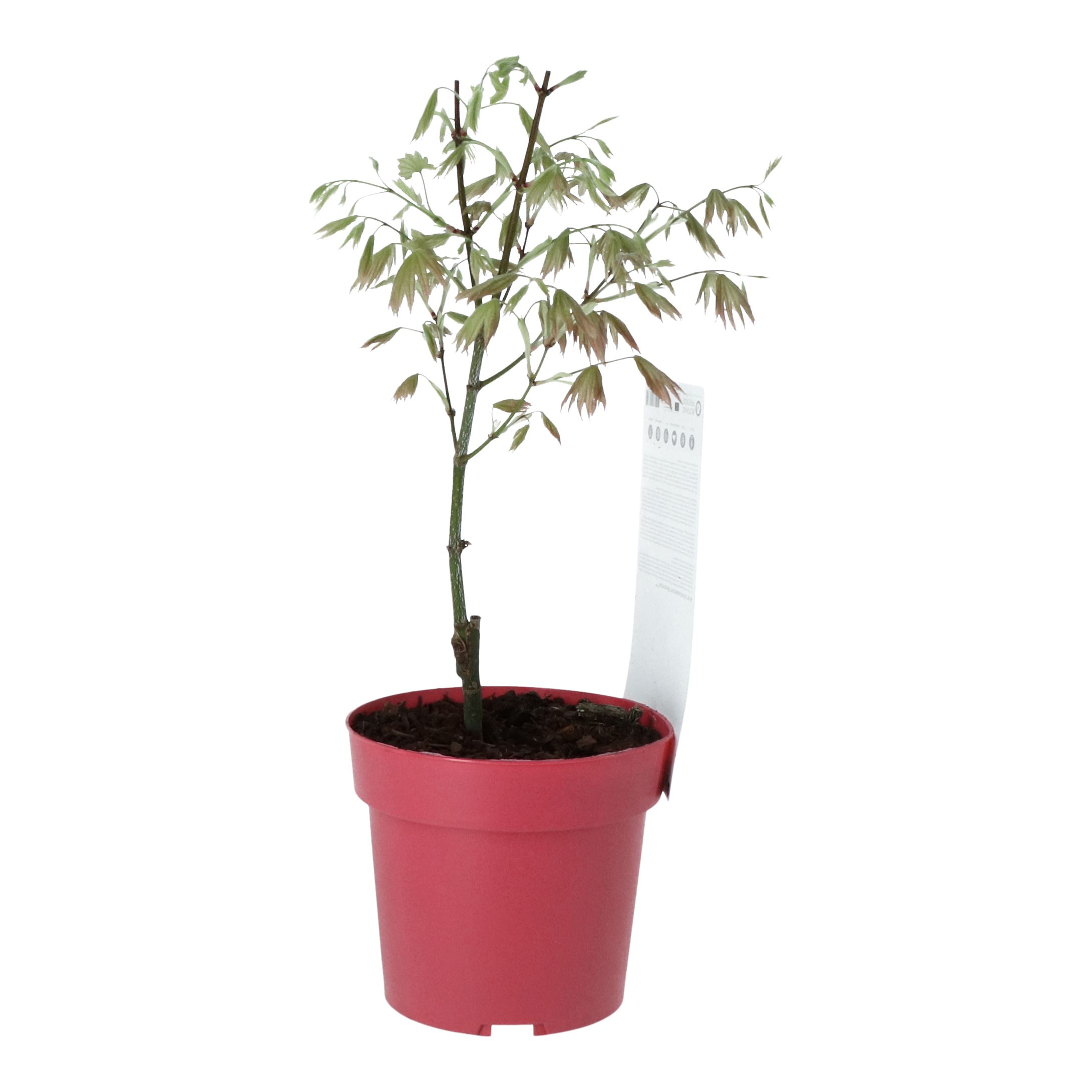 Verve Hardy Plants