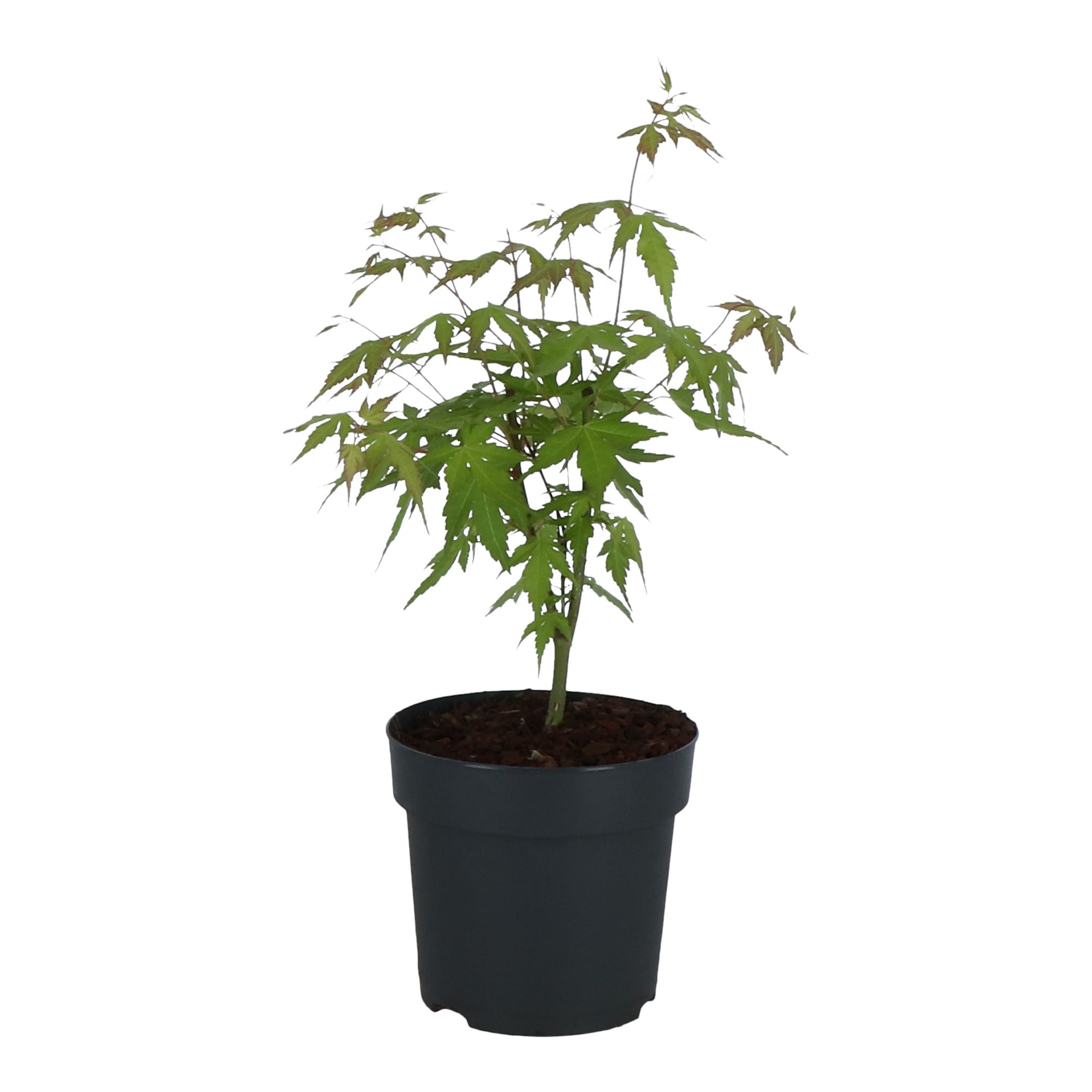 Verve Hardy Plants