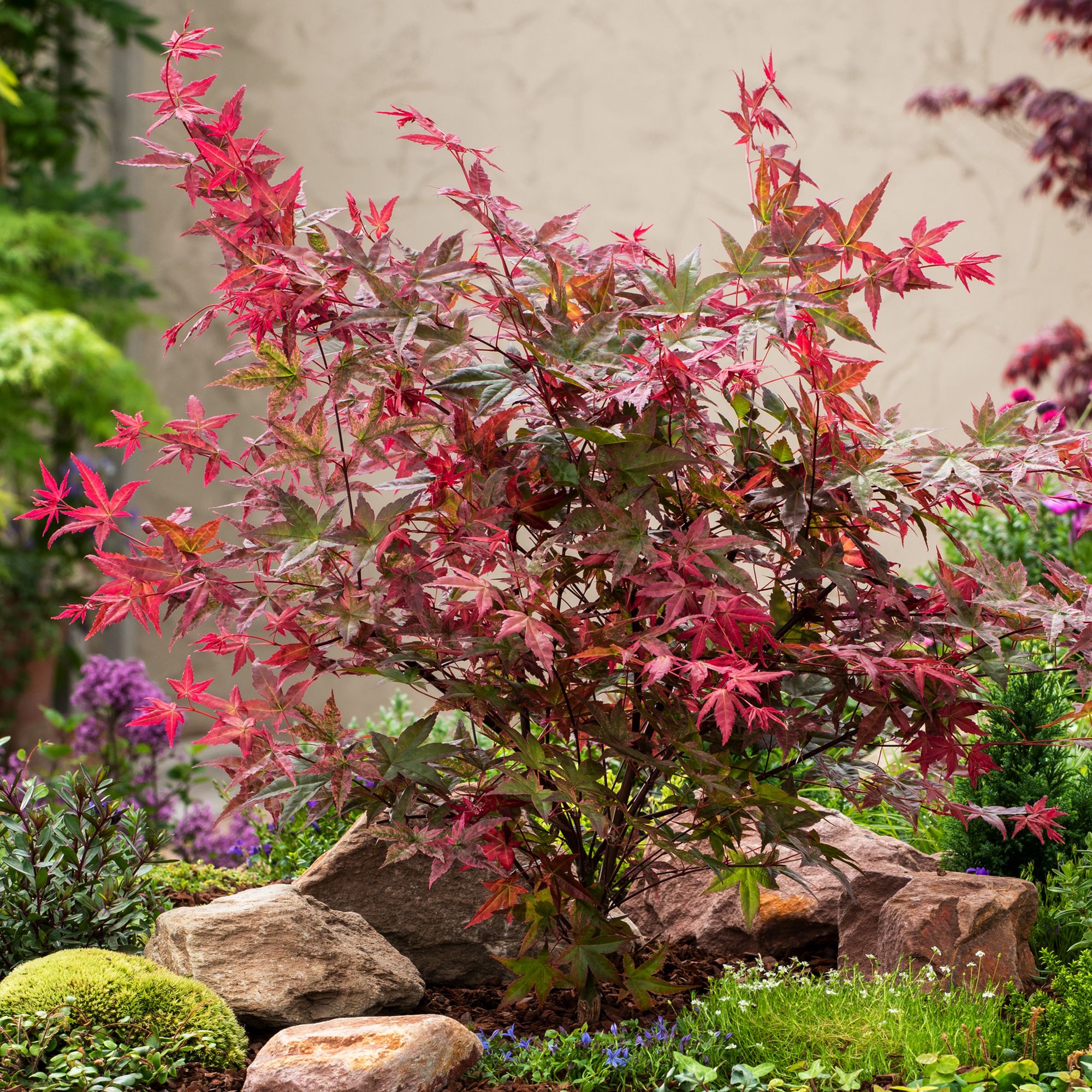 Verve Hardy Plants