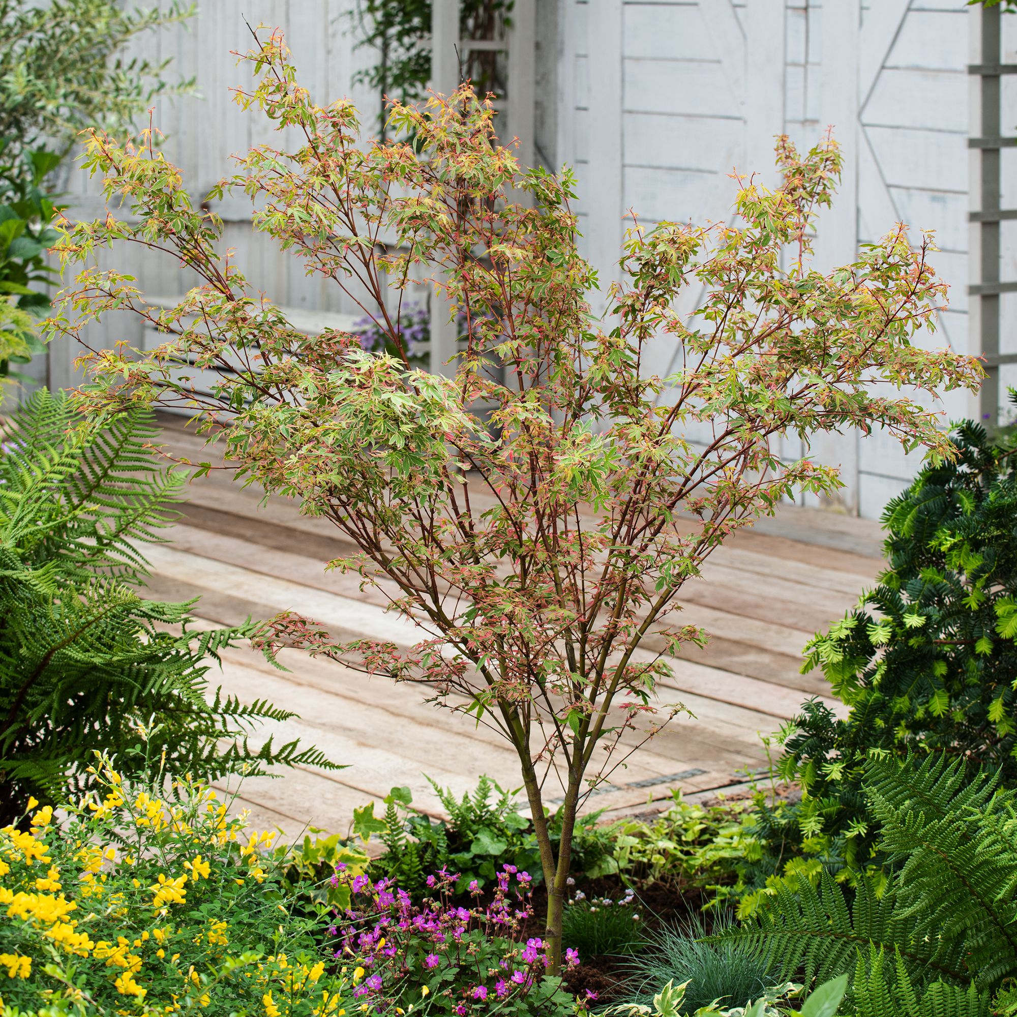 Verve Hardy Plants