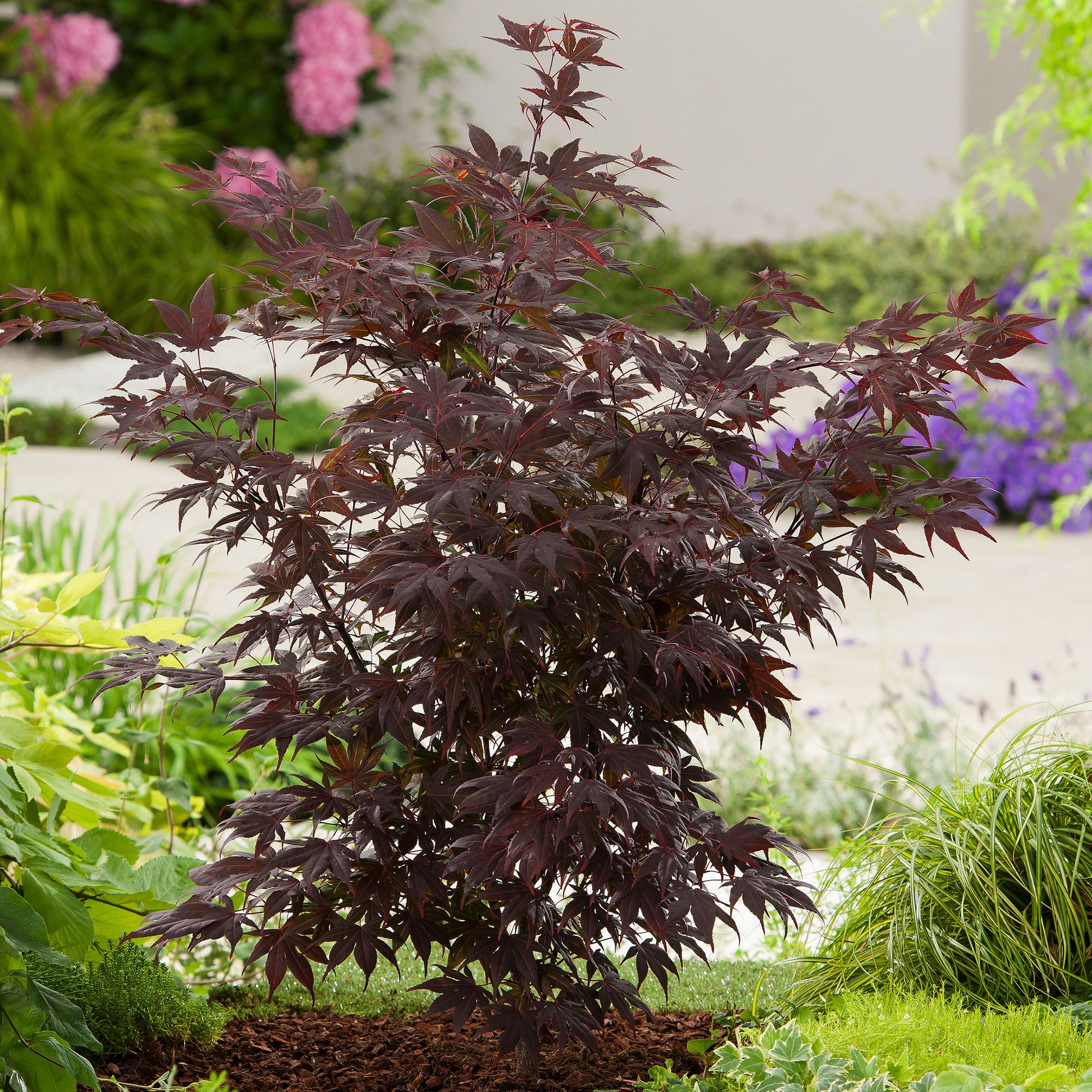Verve Hardy Plants
