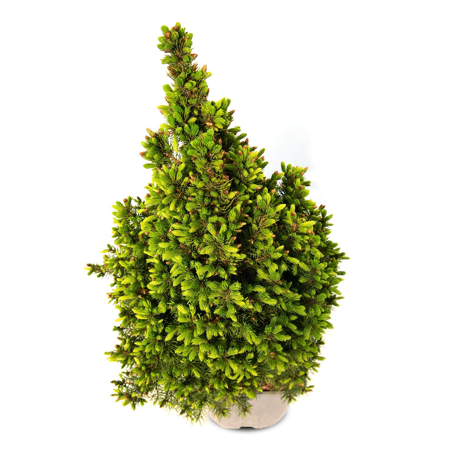 Verve Hardy Plants