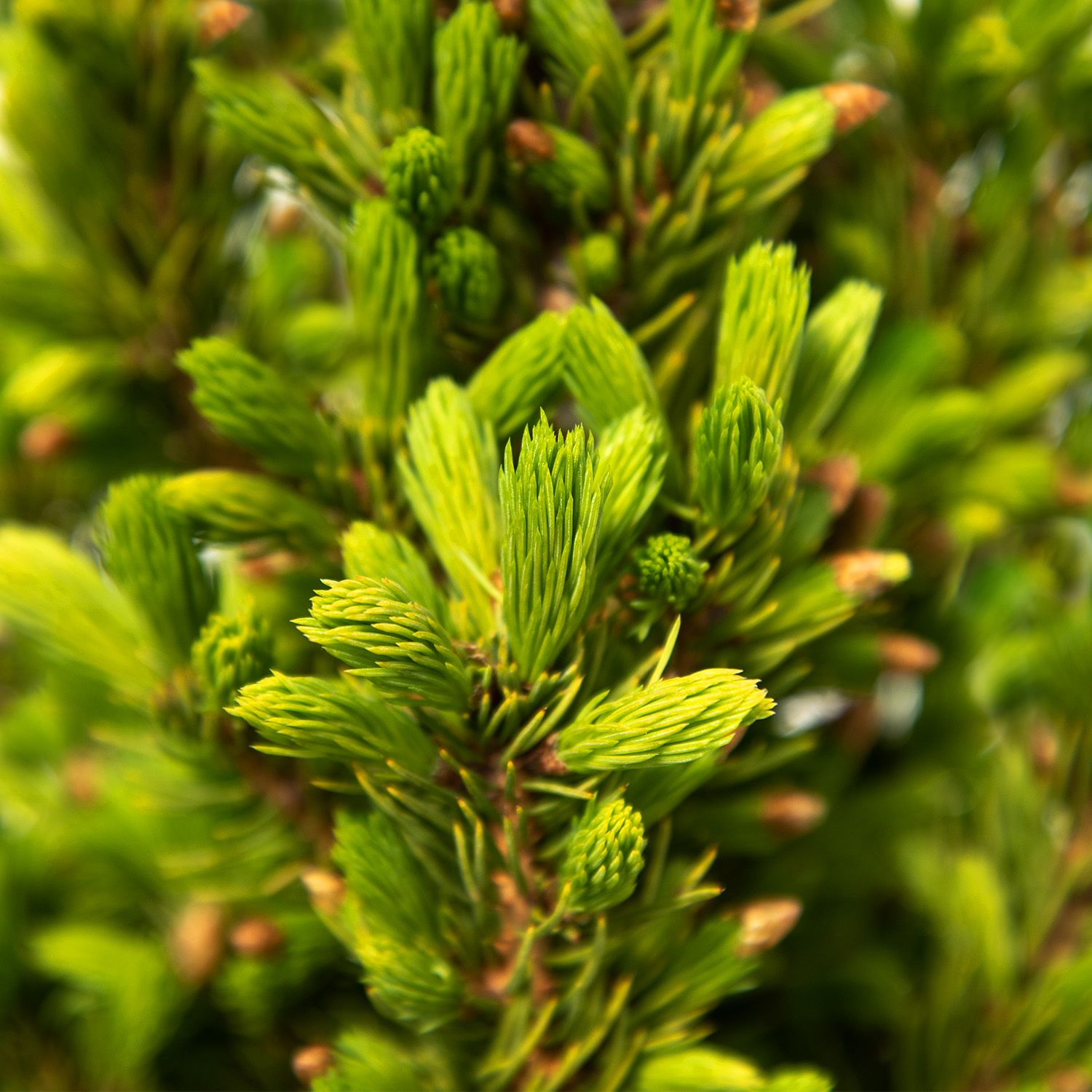 Verve Hardy Plants