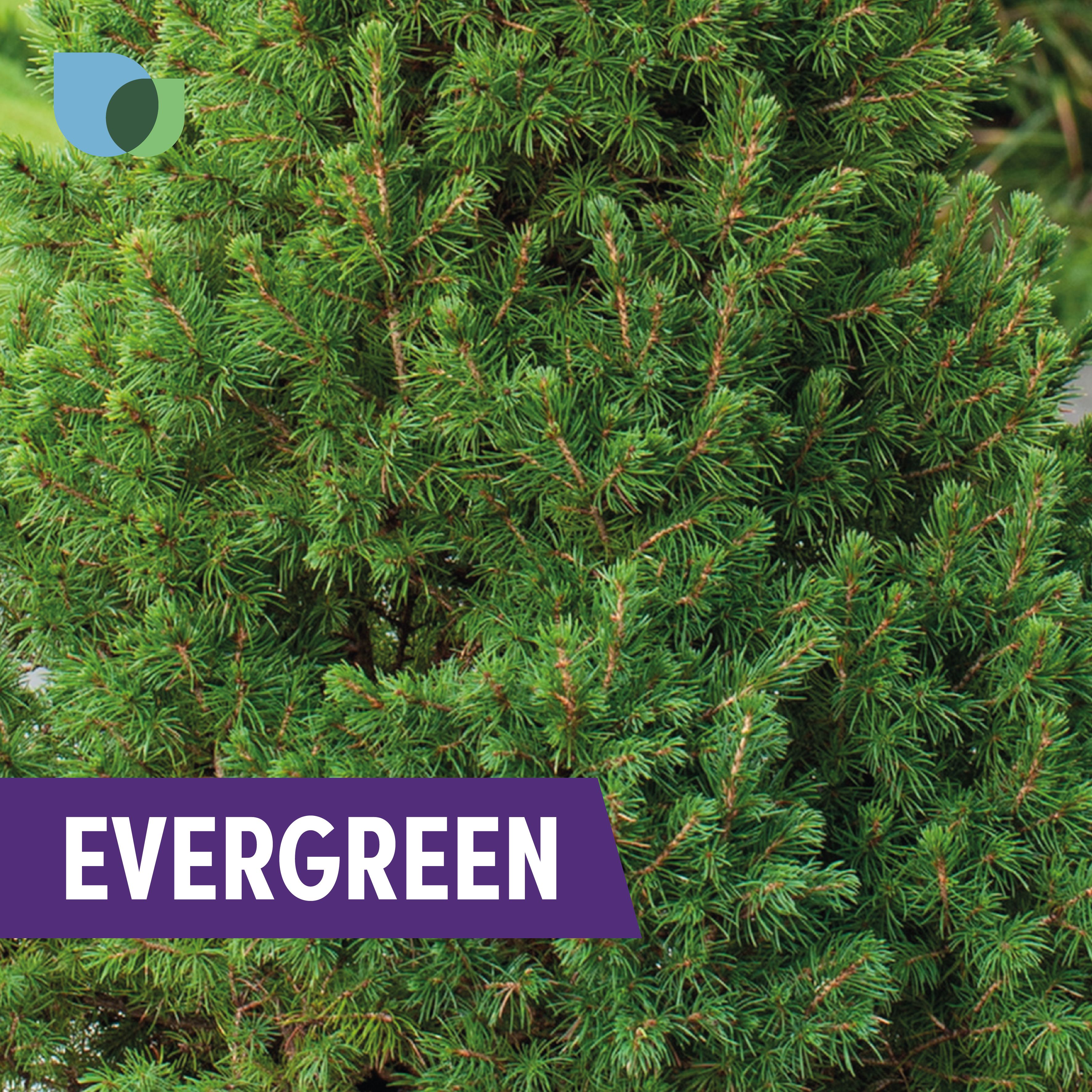 Verve Hardy Plants