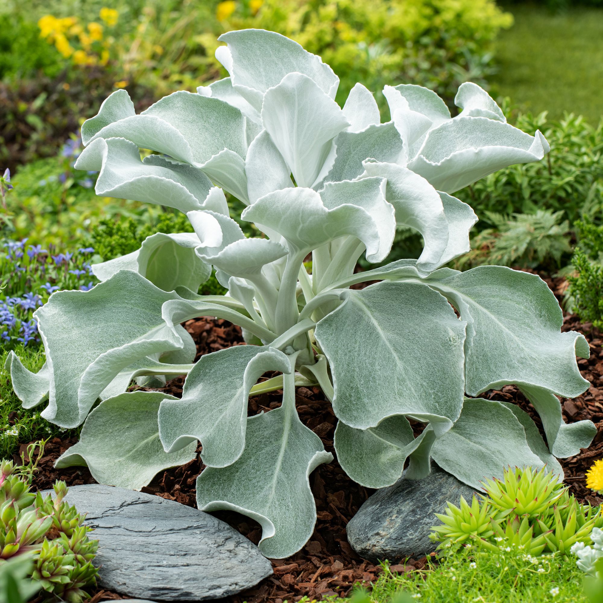 Verve Hardy Senecio candicans Angel wings Shrub Plant Small