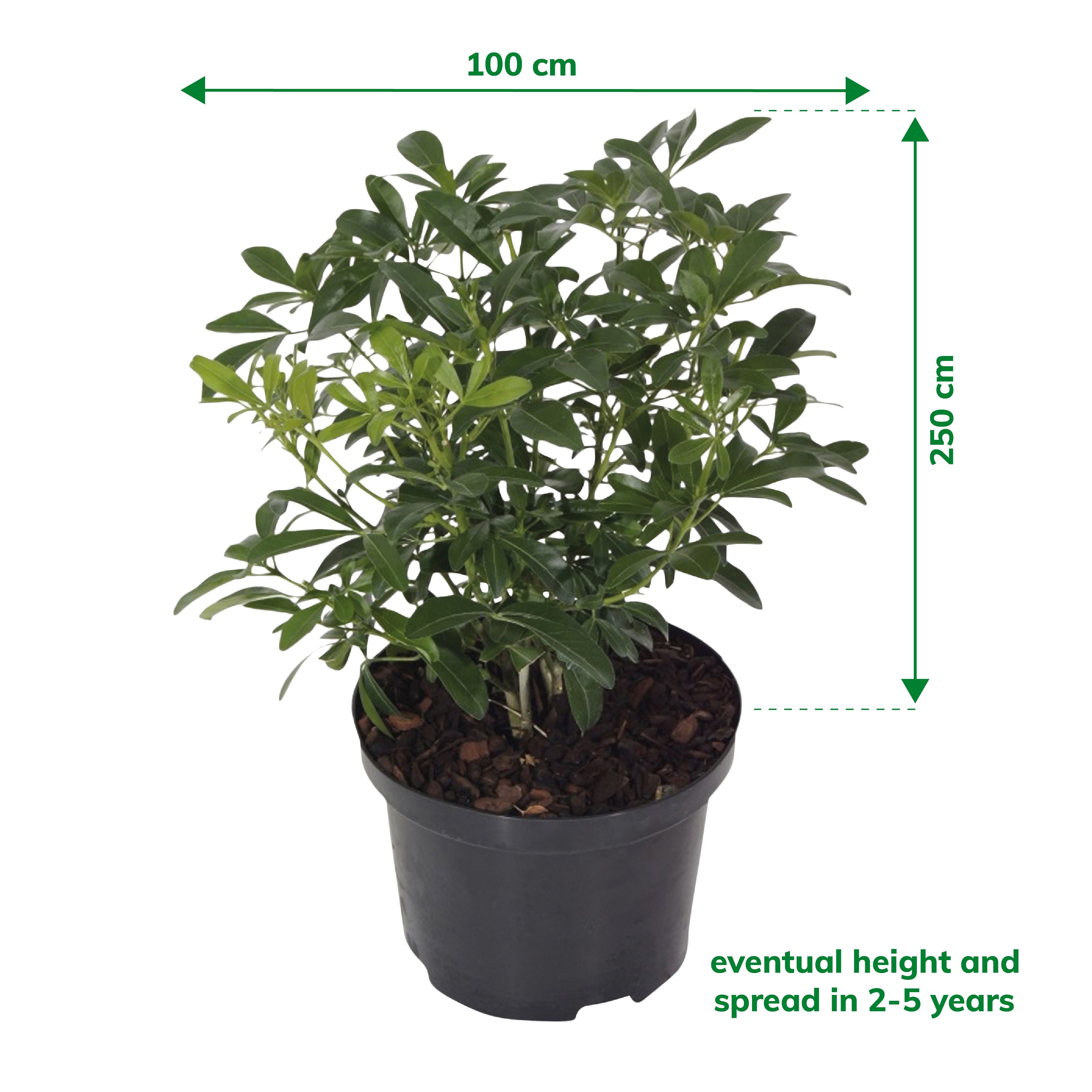 Verve Hardy Shrub Medium