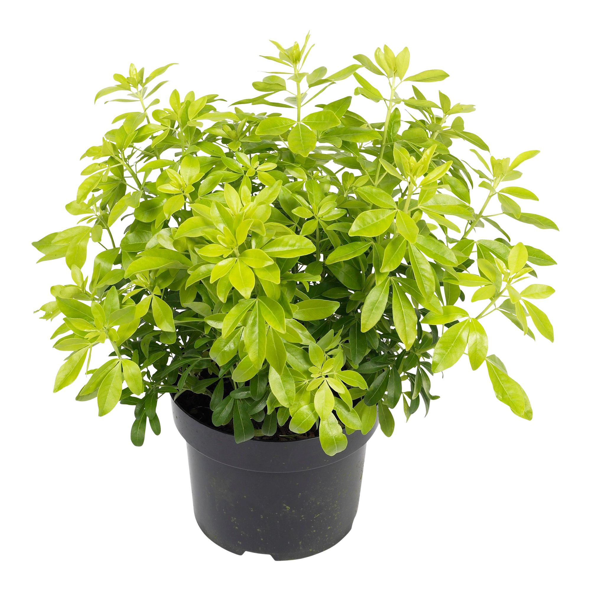 Verve Hardy Shrub Medium | DIY at B&Q