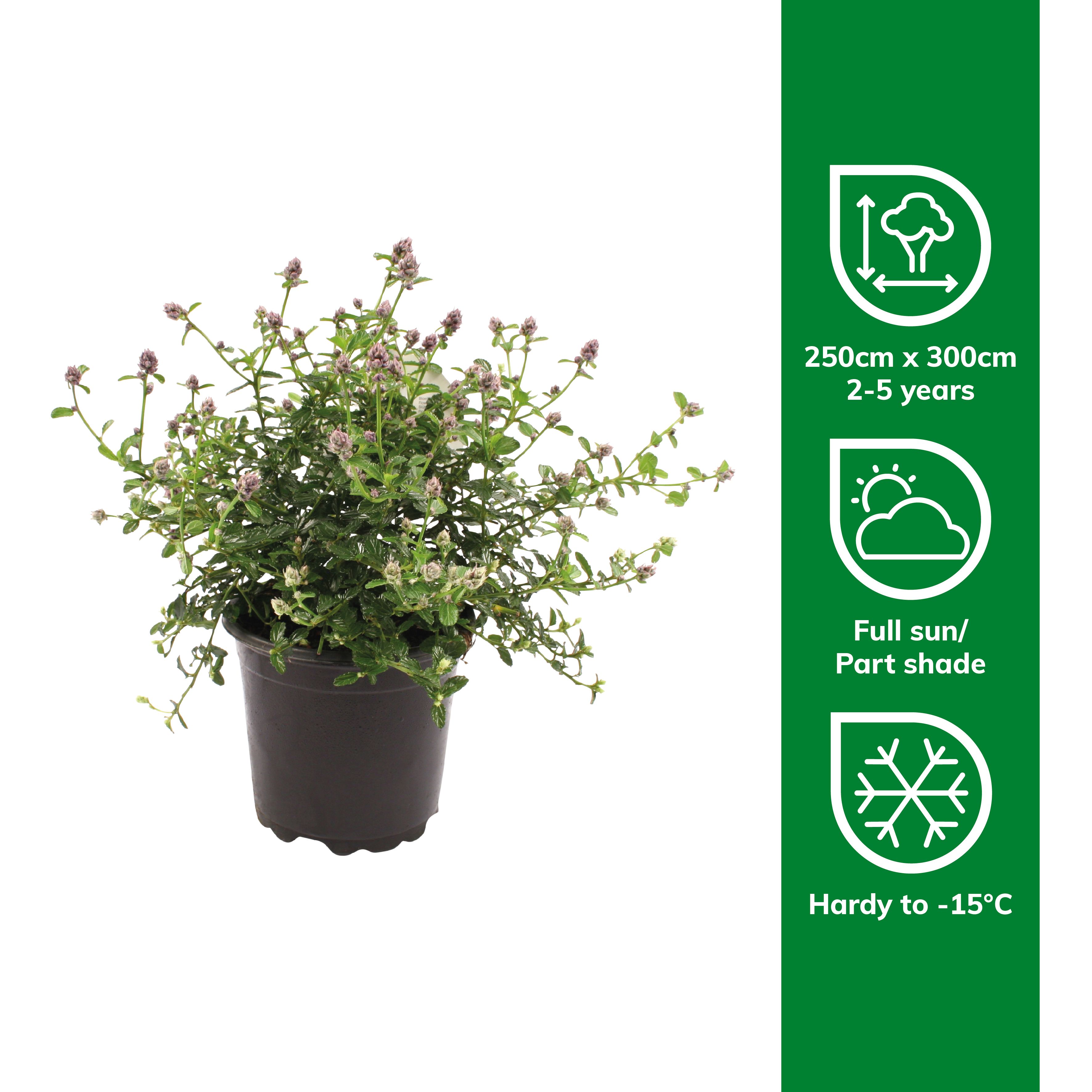 Verve Hardy Shrub Plant Medium