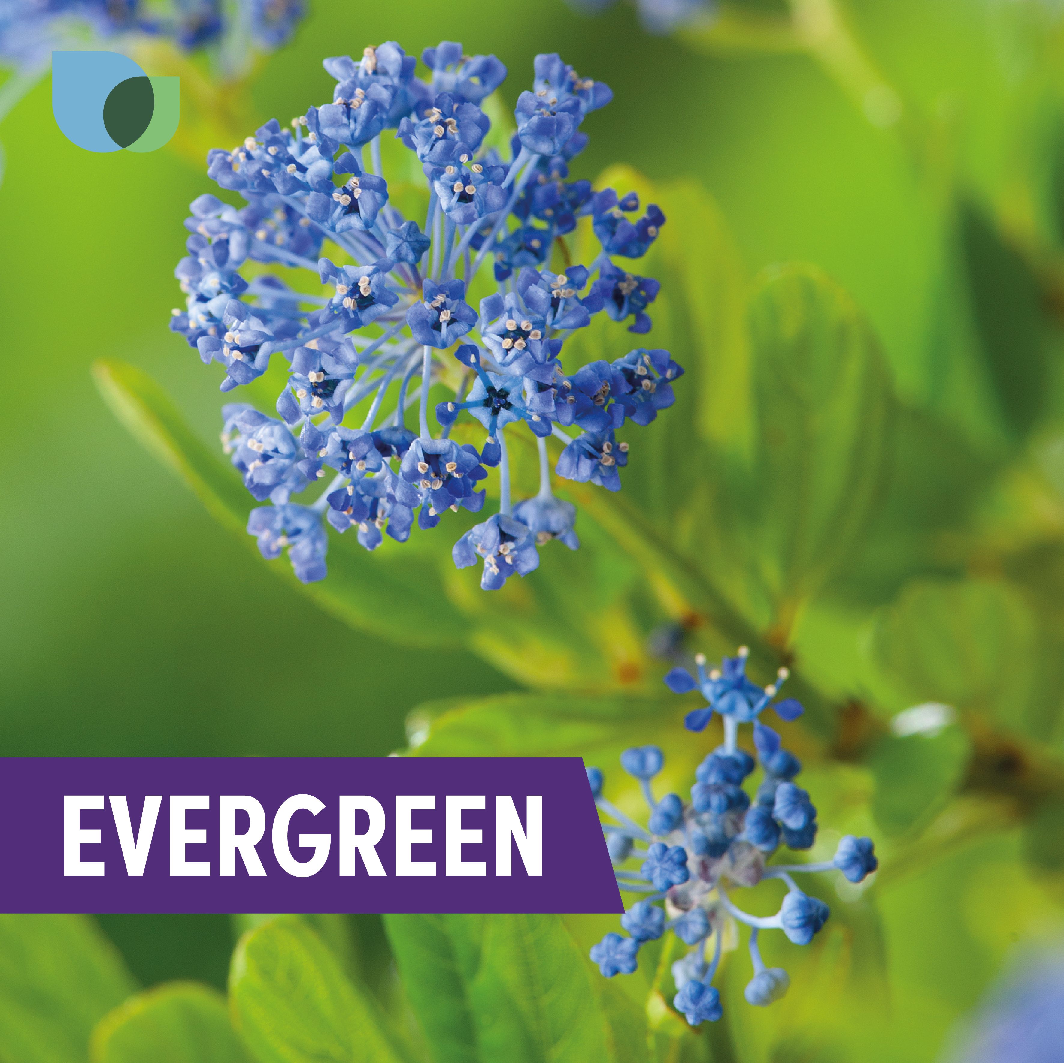 Verve Hardy Shrub Plant Medium