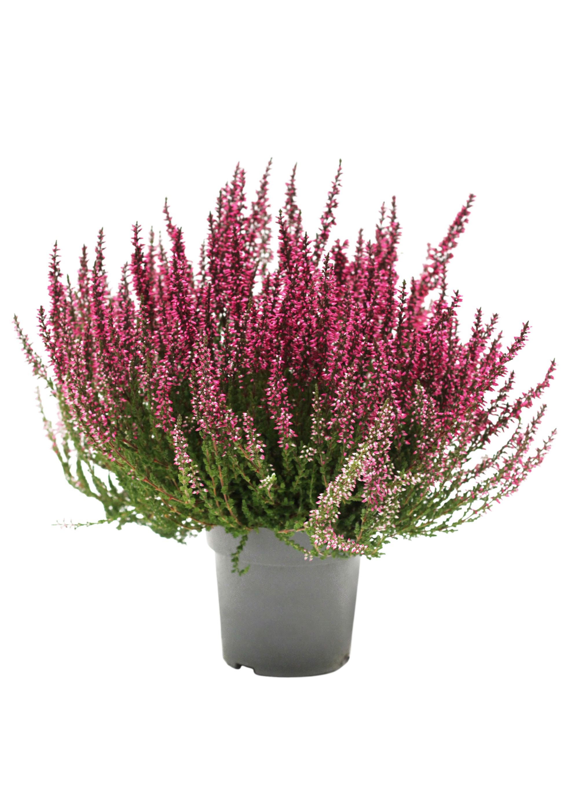 Verve Heather Plant