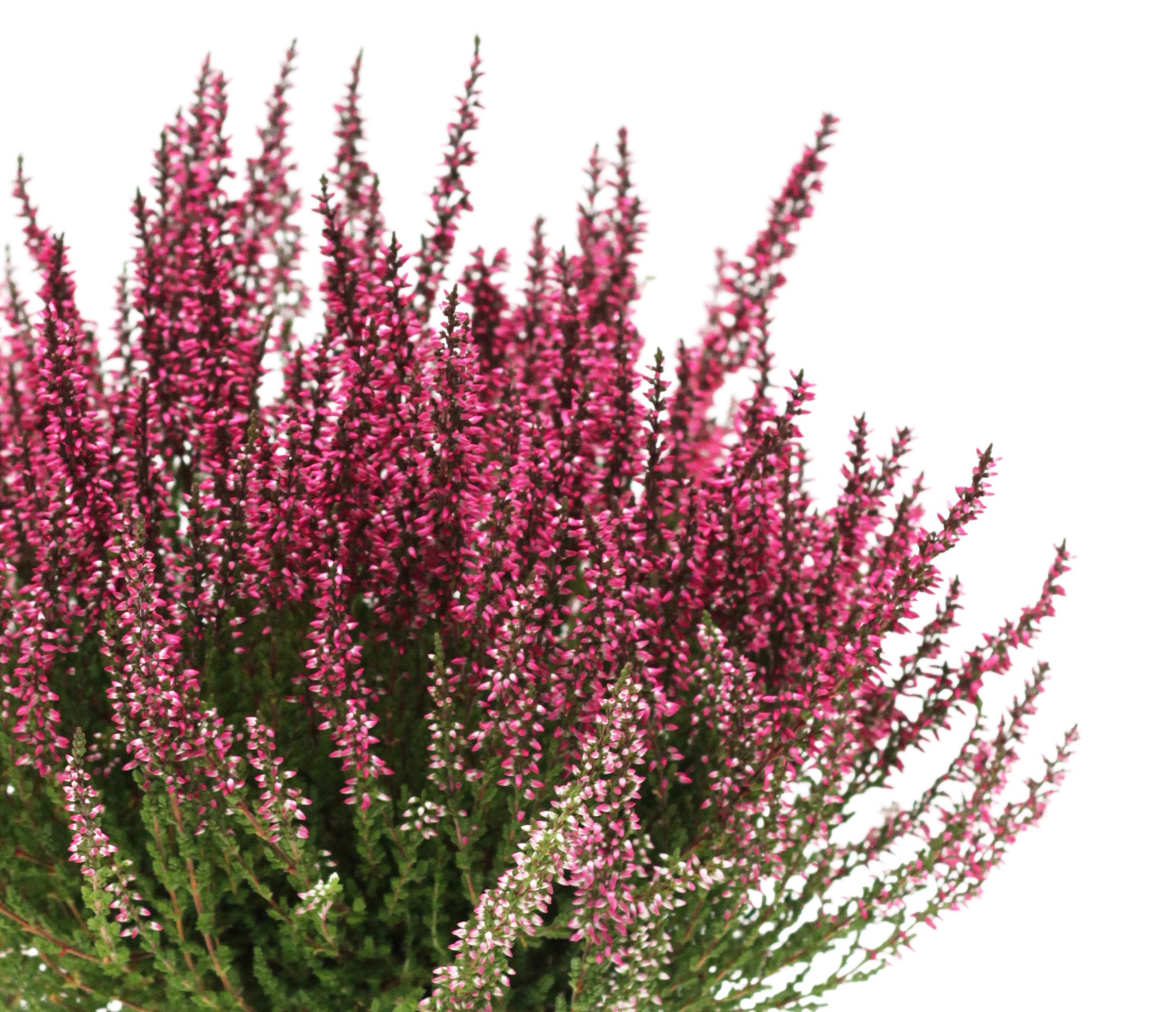 Verve Heather Plant