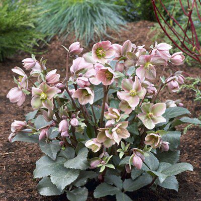 Verve Hellebore Shrub Plant