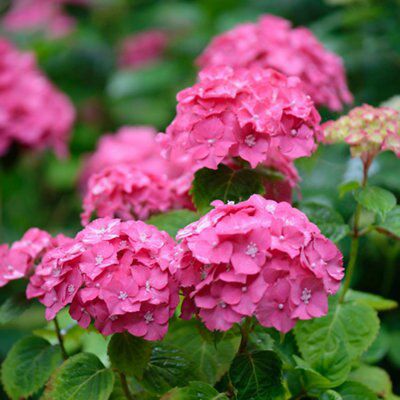Verve Hydrangea Shrub