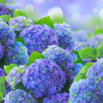 Verve Hydrangea Shrub