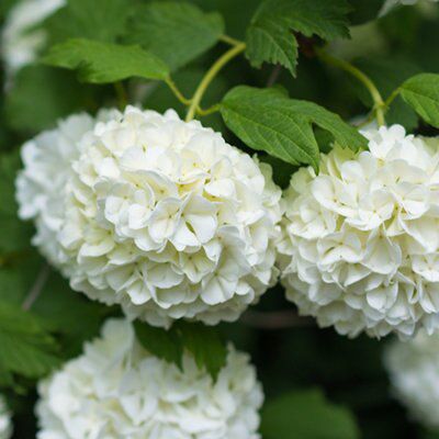 Verve Hydrangea | DIY at B&Q