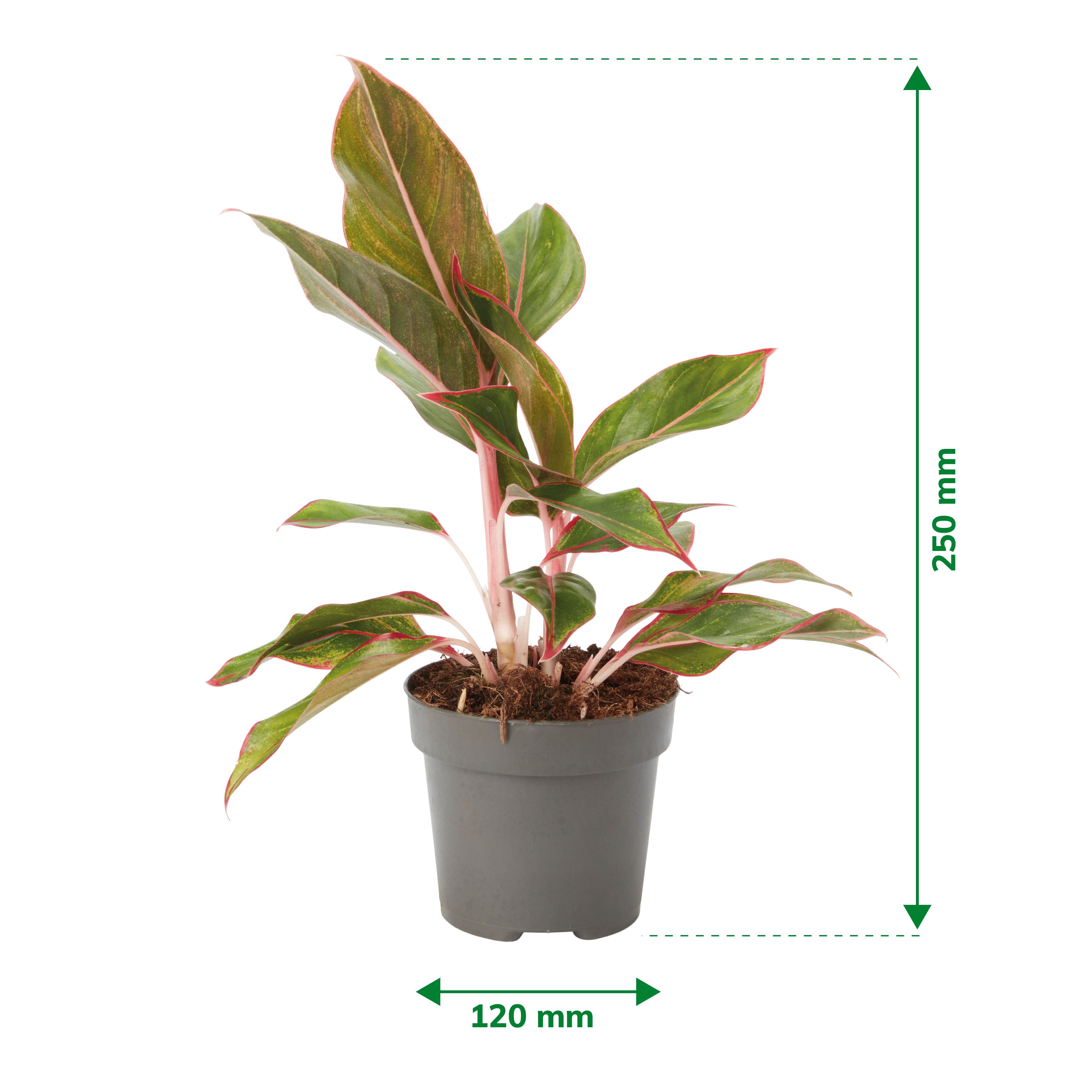 Verve in Plastic Grow pot