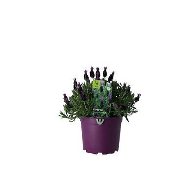Verve Lavender Plant