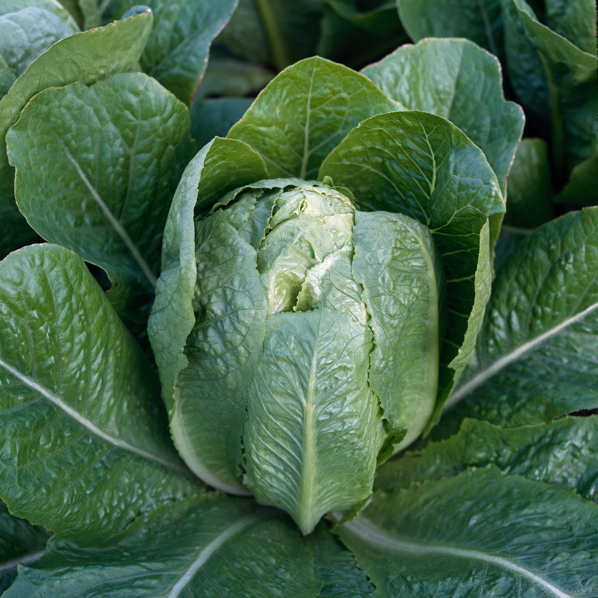 Verve Lettuce 'Cos Paris Island' Vegetable Seeds