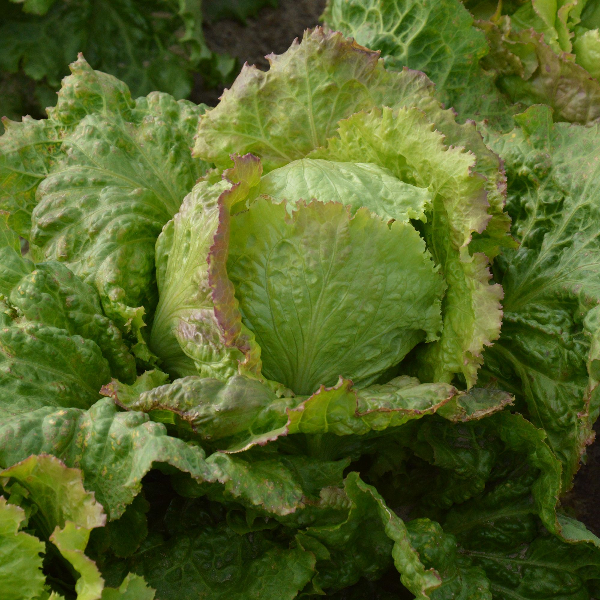 Verve Lettuce 'Iceberg 2' Vegetable Seeds