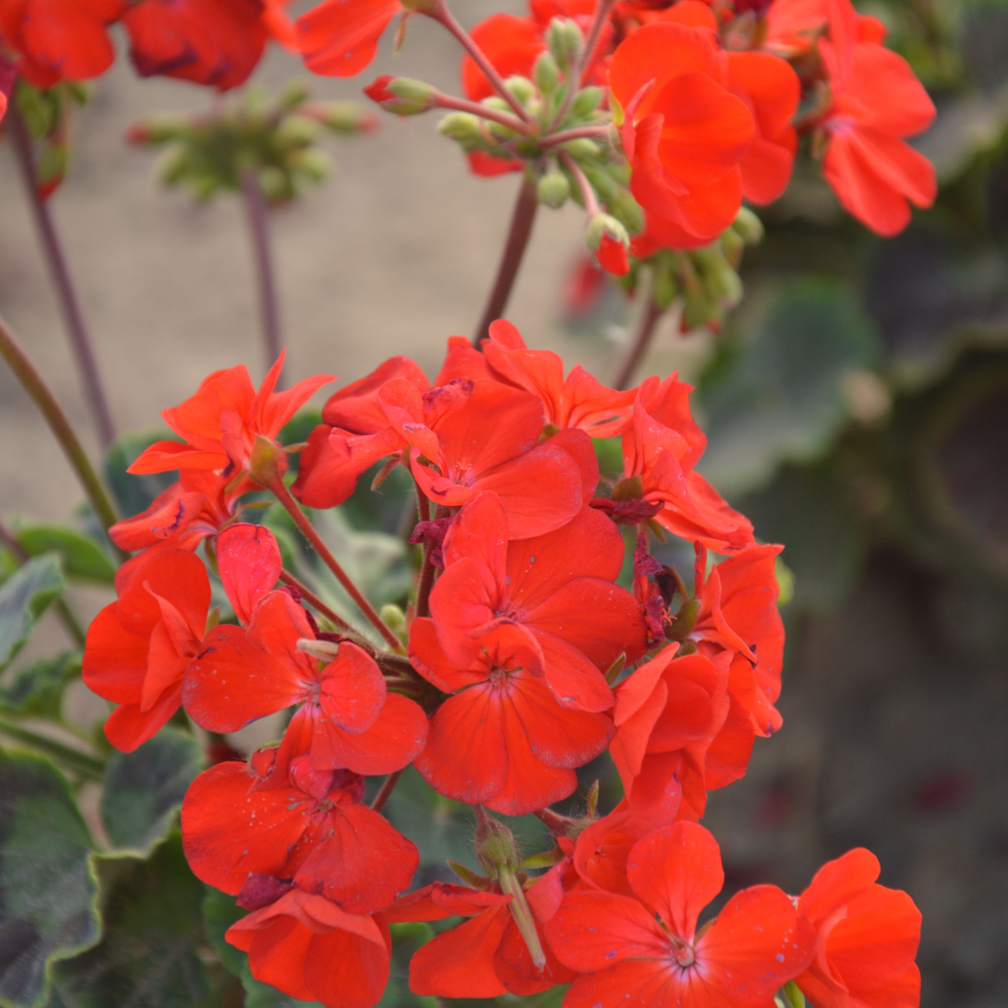 Verve Maverick Red F1 Geranium Seeds