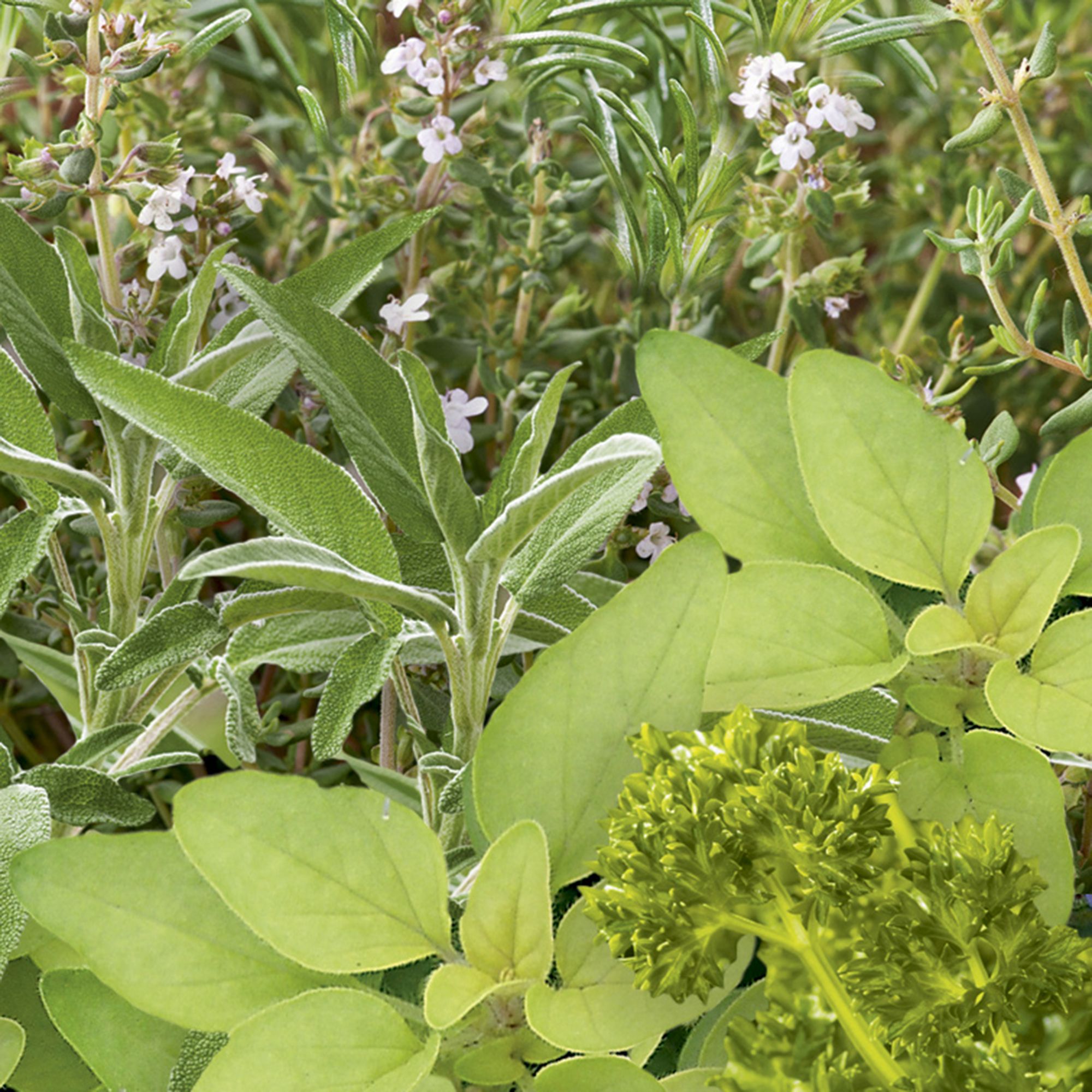 Verve Mediterranean herb collection Herb Seeds
