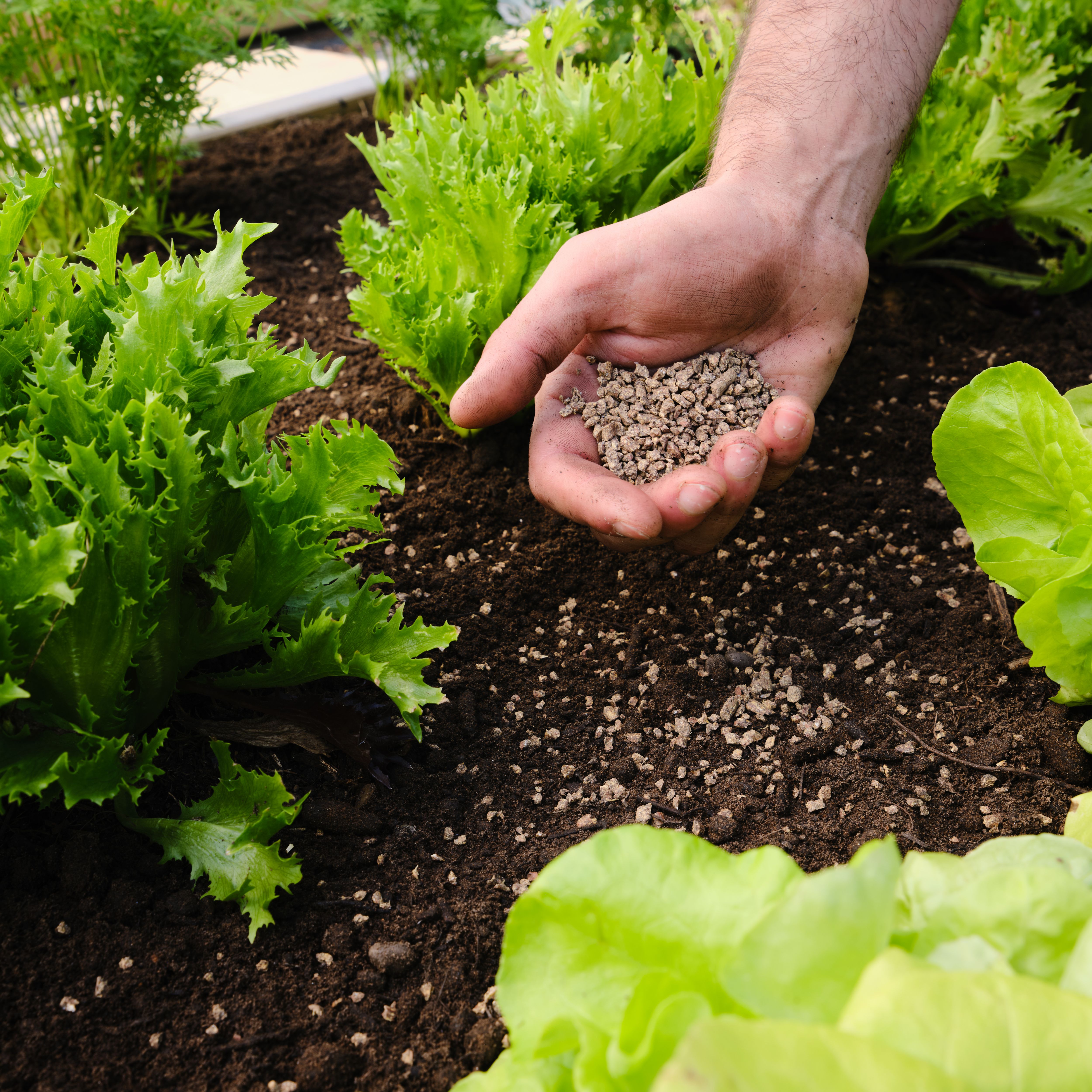 Verve Multi-purpose Granules Plant feed