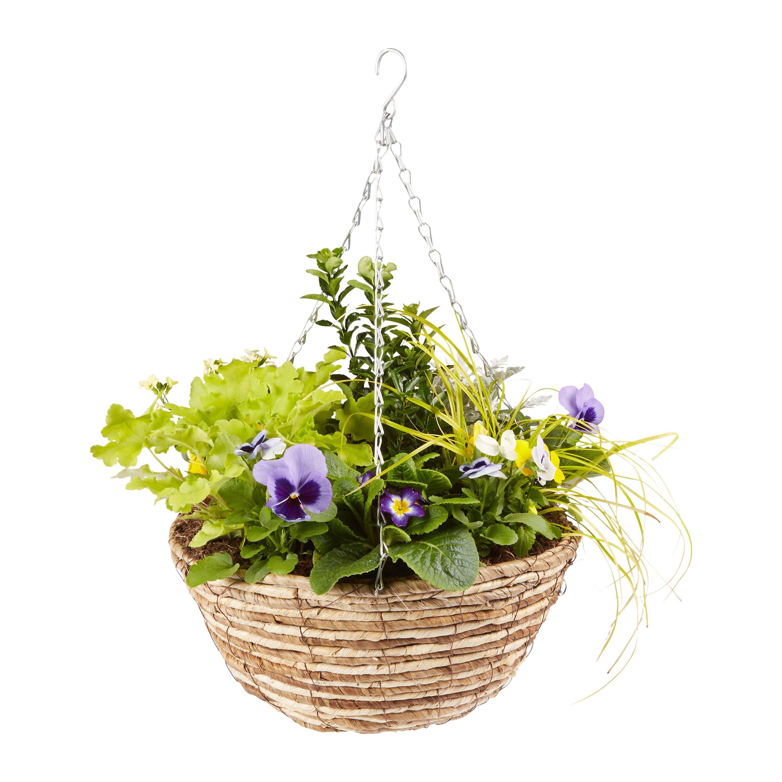 Verve Multicolour Spring Assorted plant Planted hanging basket