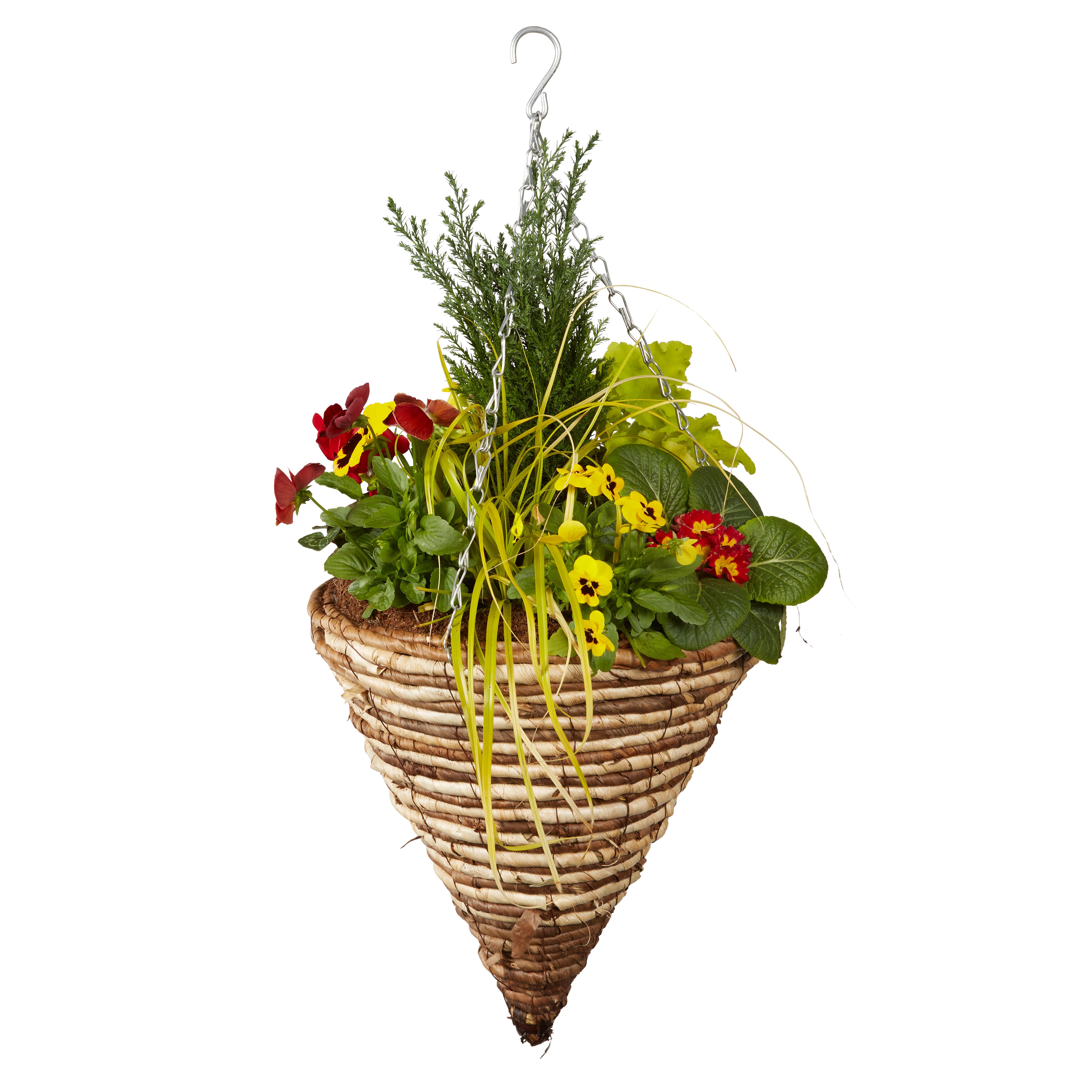 Verve Multicolour Spring Assorted plant Planted hanging basket
