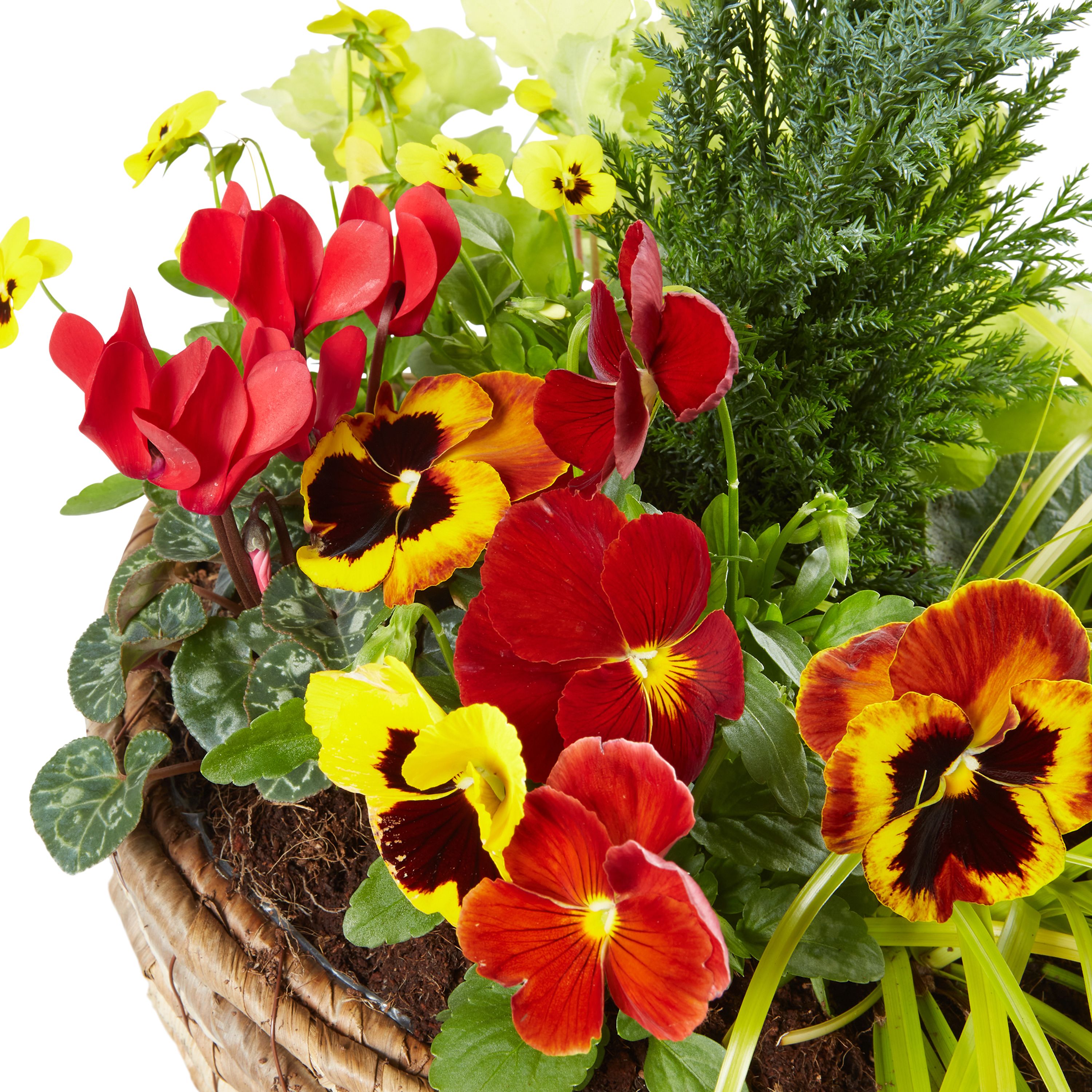 Verve Multicolour Spring Assorted plant Planted hanging basket