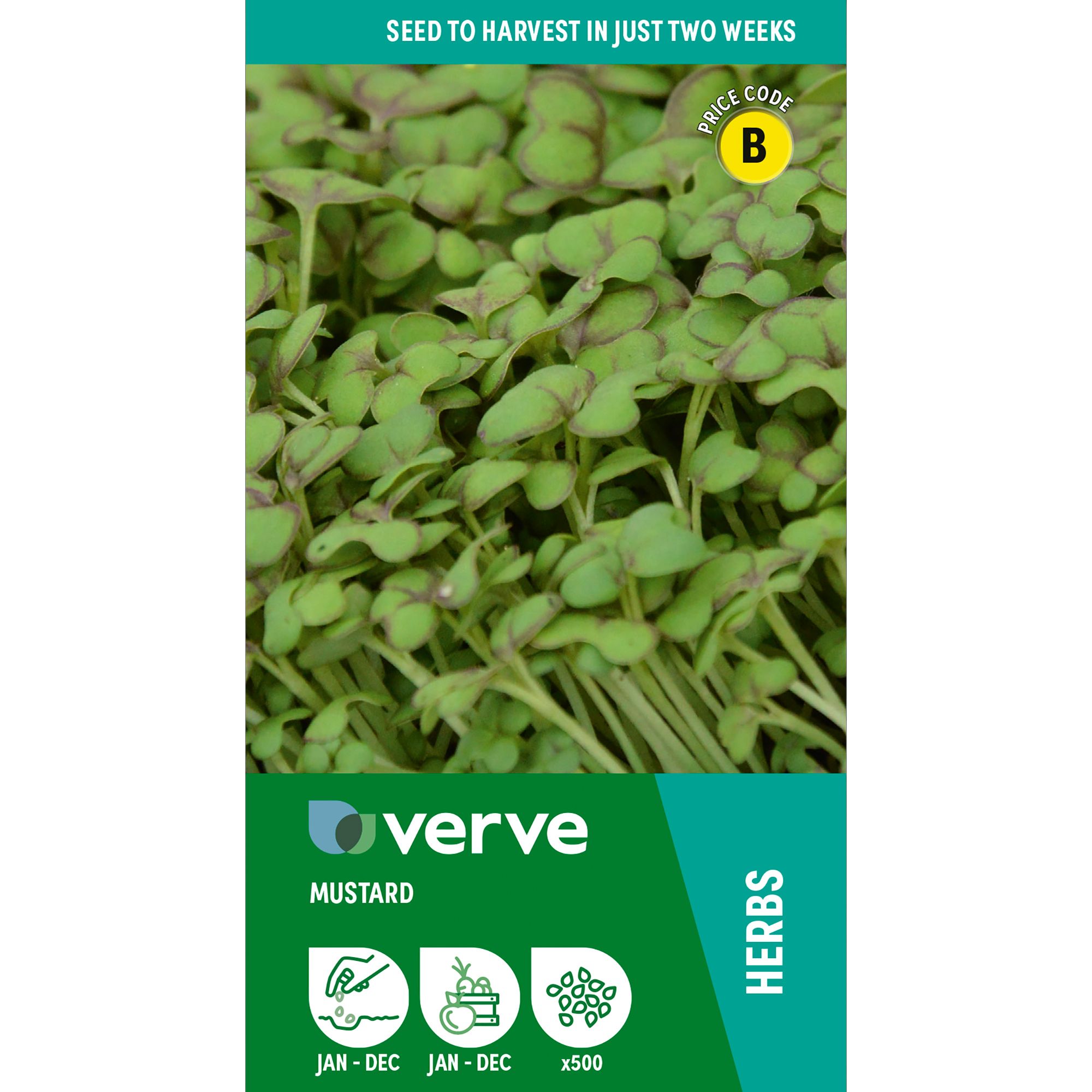 Verve 'Mustard' Herb Seeds