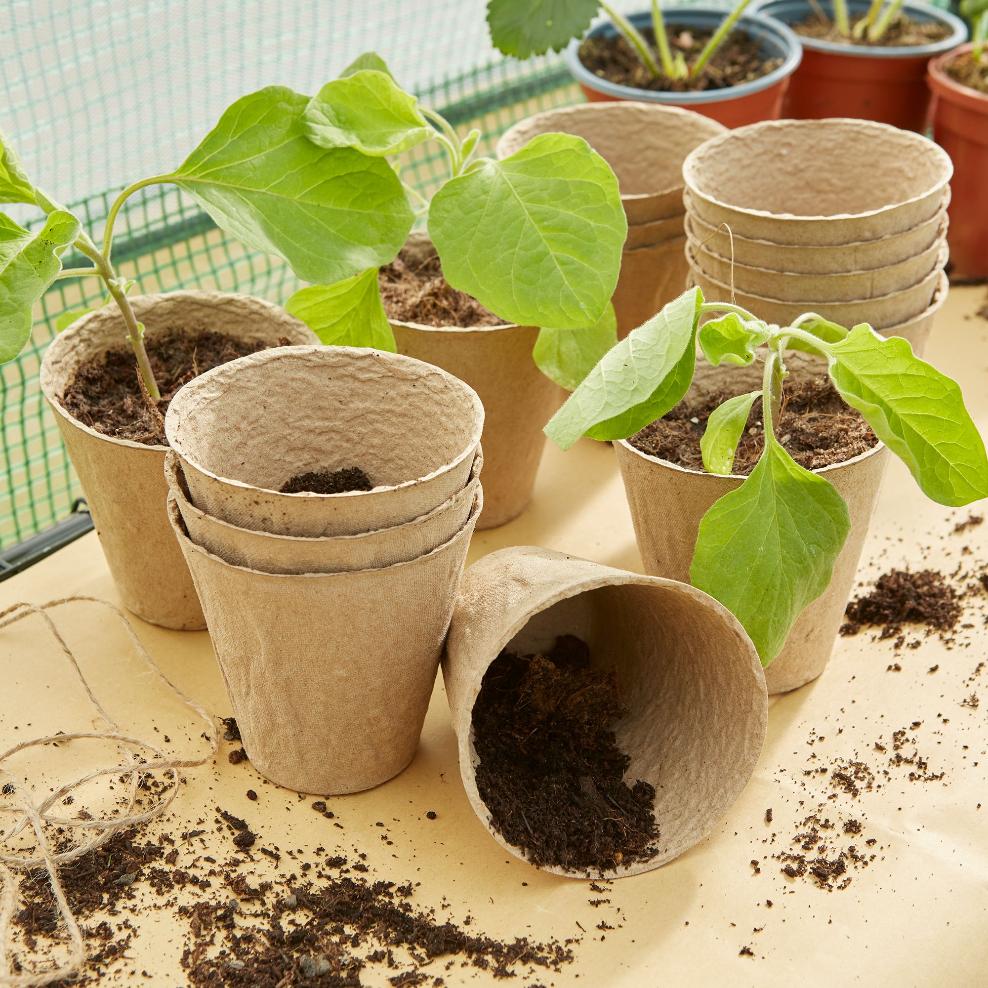 Verve Natural Paper pulp Plant pot (Dia) 6cm, (H)6cm, Pack of 48, 100ml