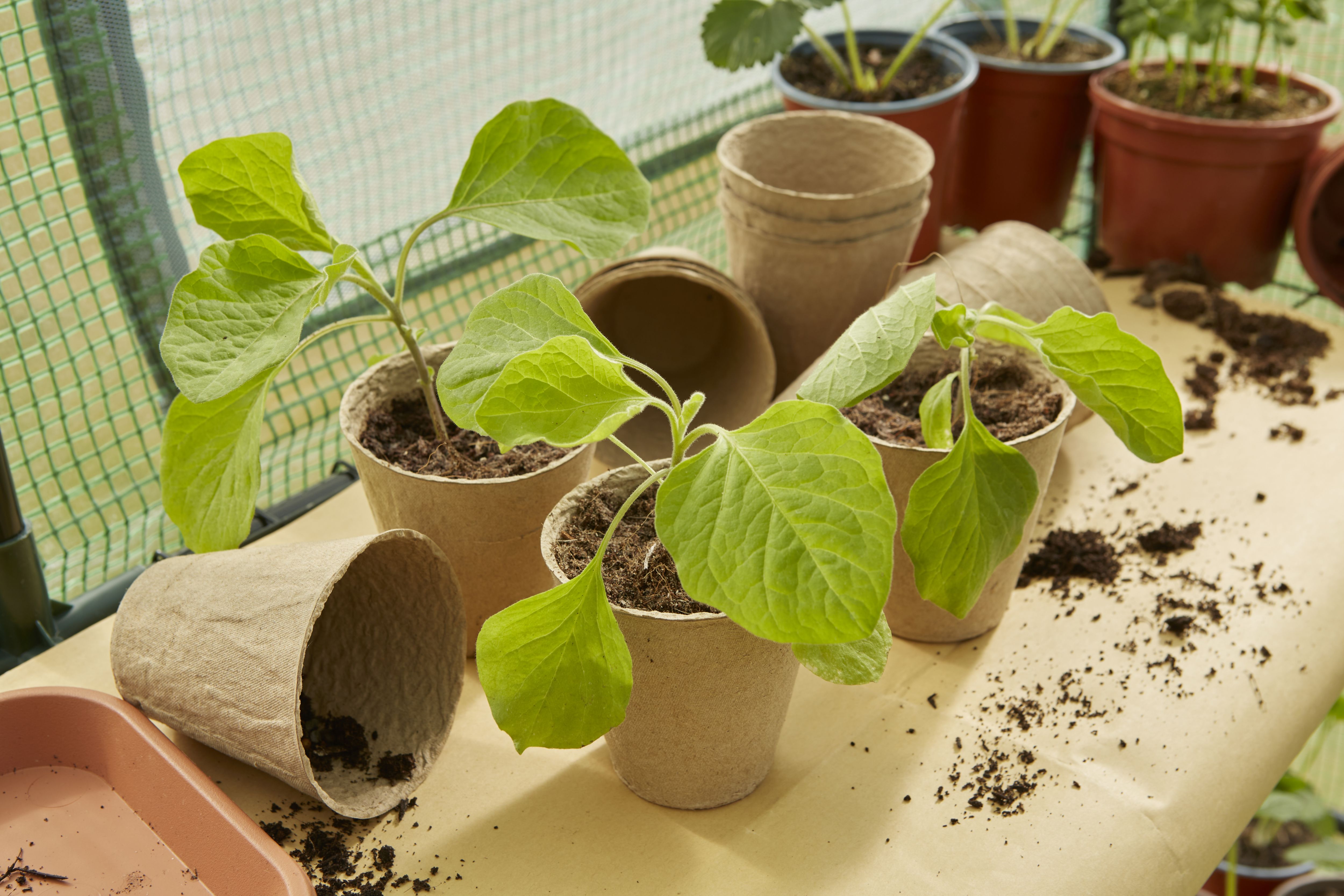 Verve Natural Paper pulp Plant pot (Dia) 8cm, (H)8cm, Pack of 24, 200ml