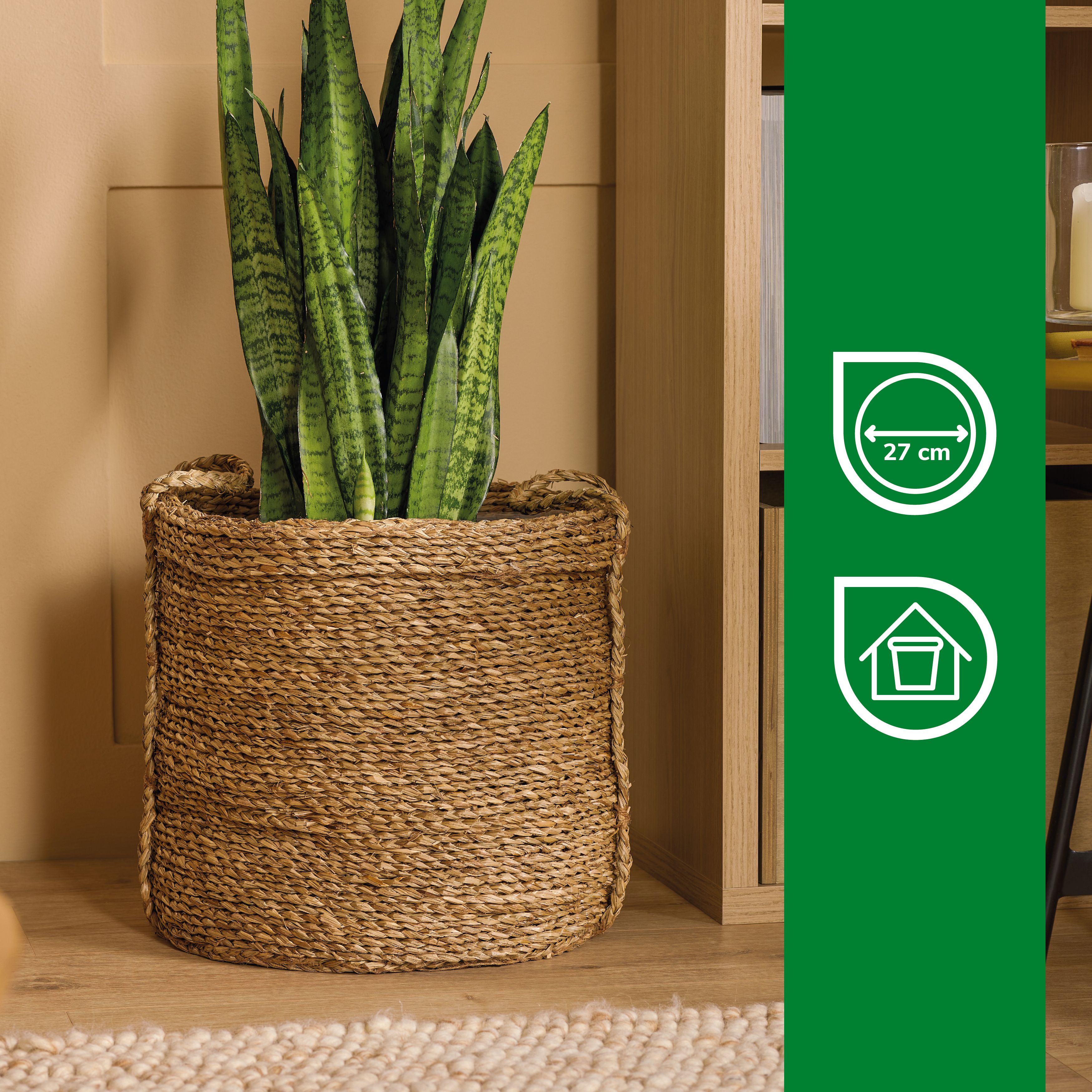 Verve Natural Seagrass Plant pot (Dia) 31.5cm, (H)38cm