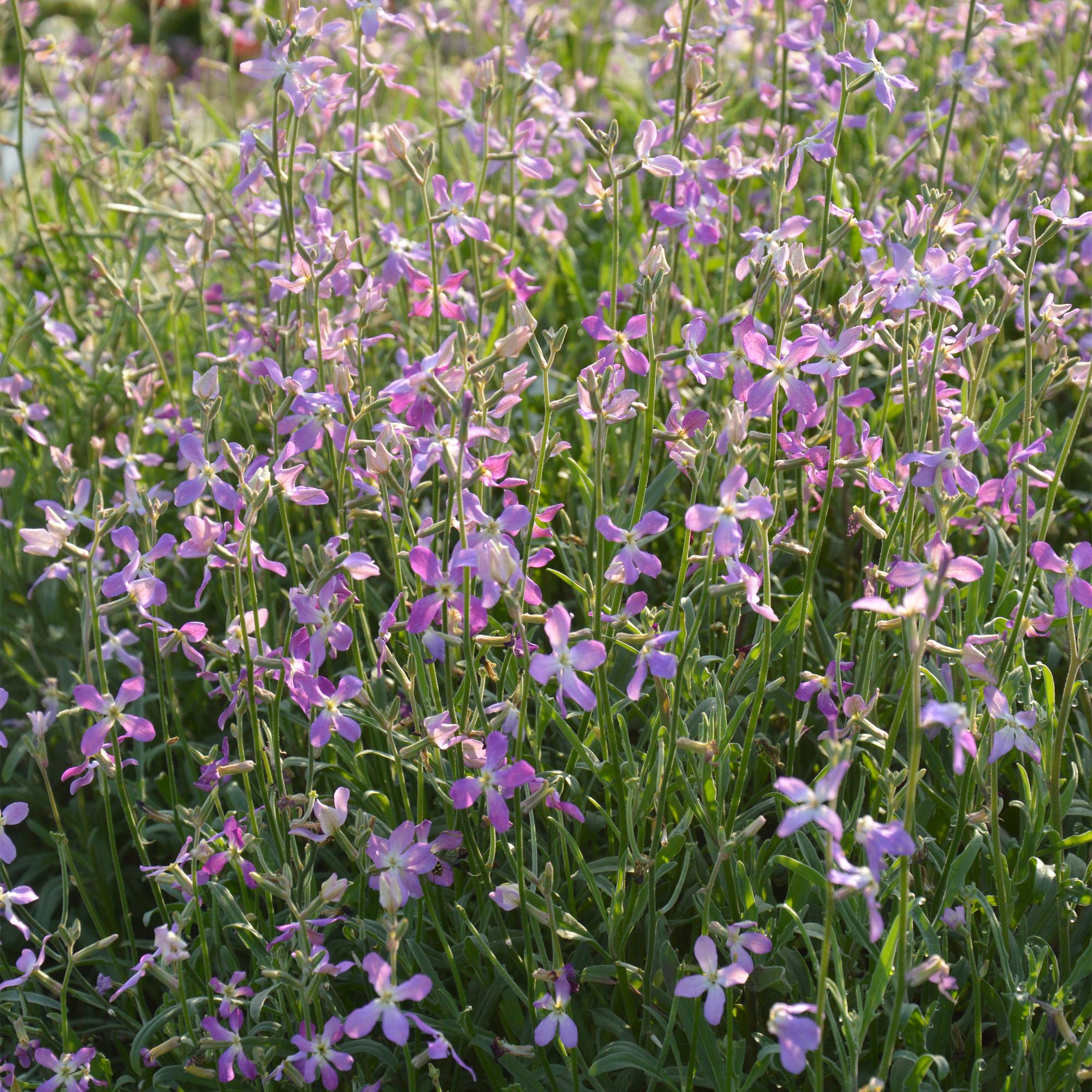 Verve Night Scented Stock Seeds