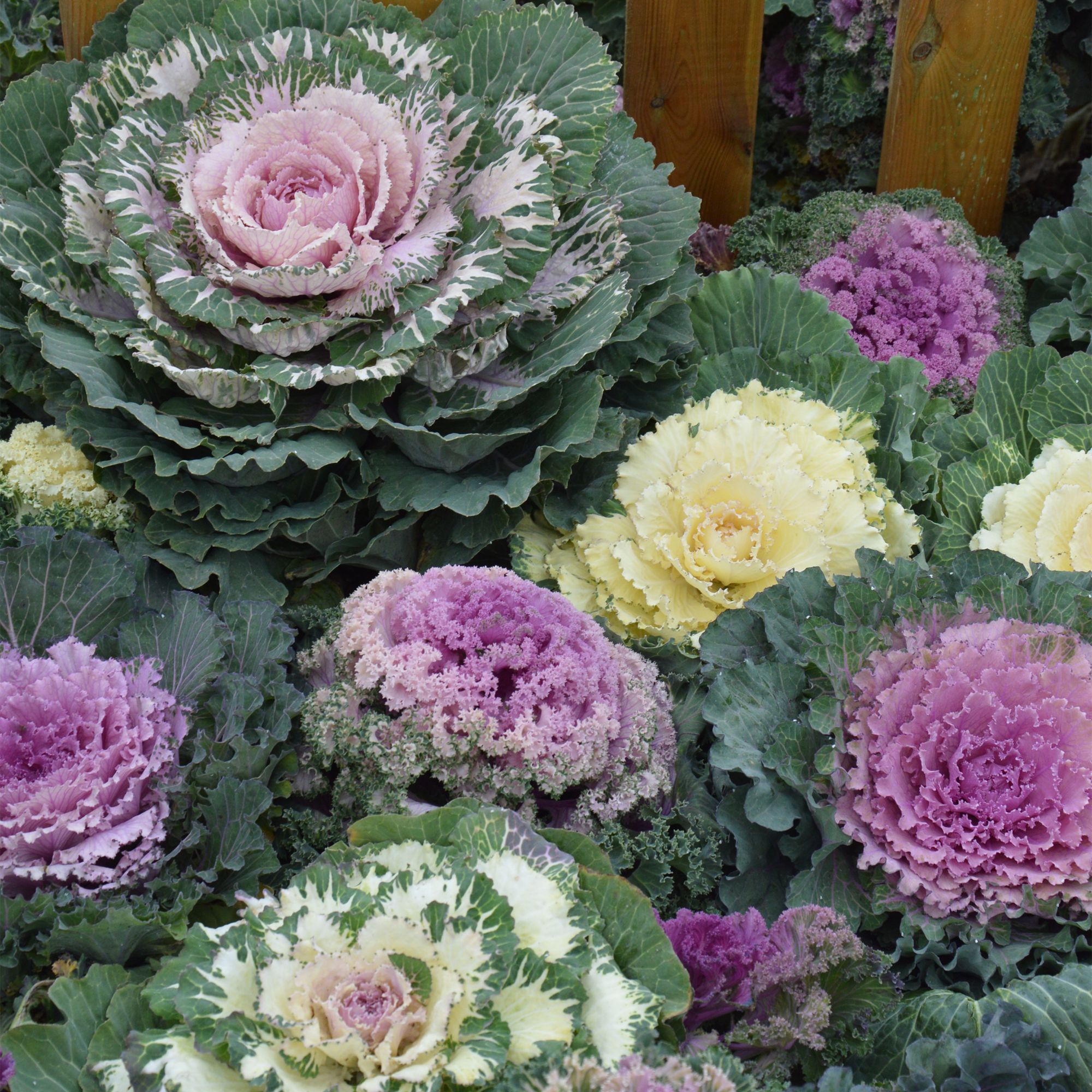 Verve Northern Lights Assorted F1 Ornamental Cabbage Seeds