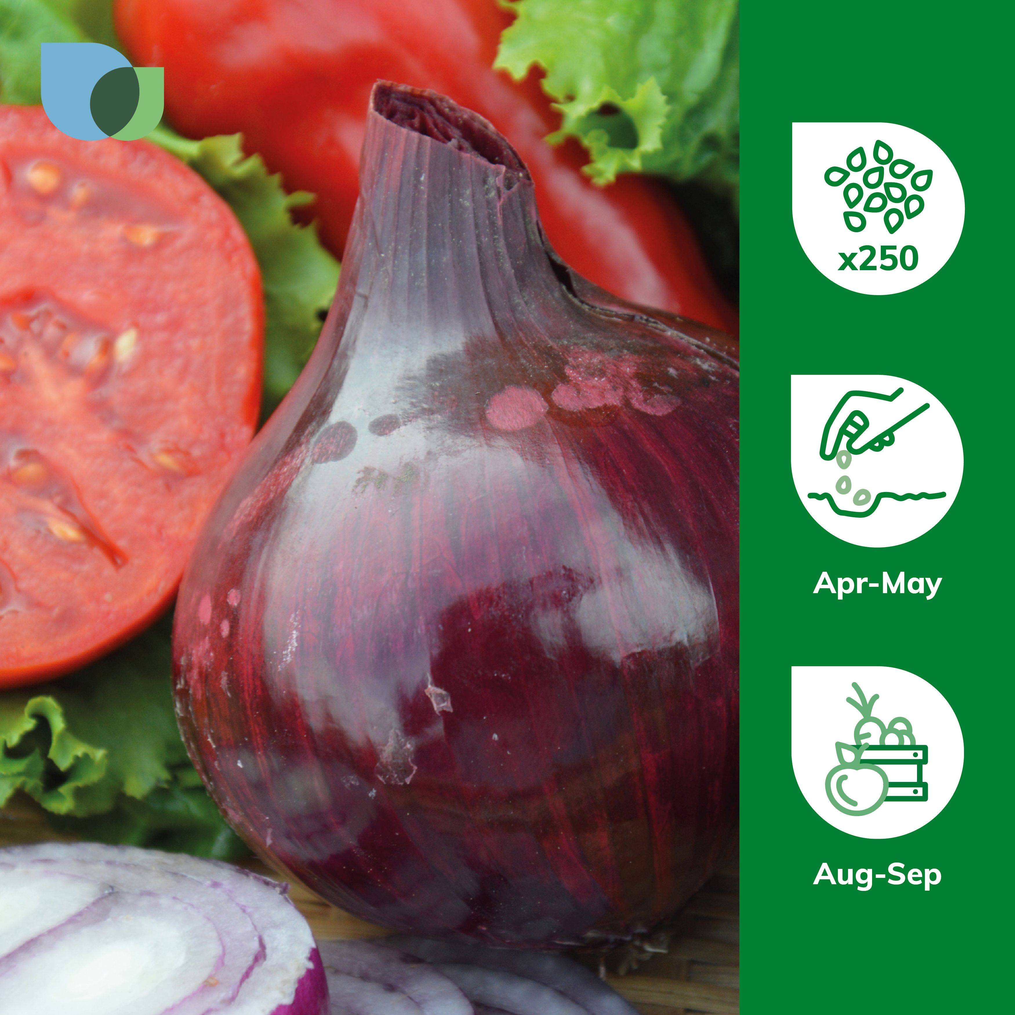 Verve Onion 'Red Karmen' Vegetable Seeds