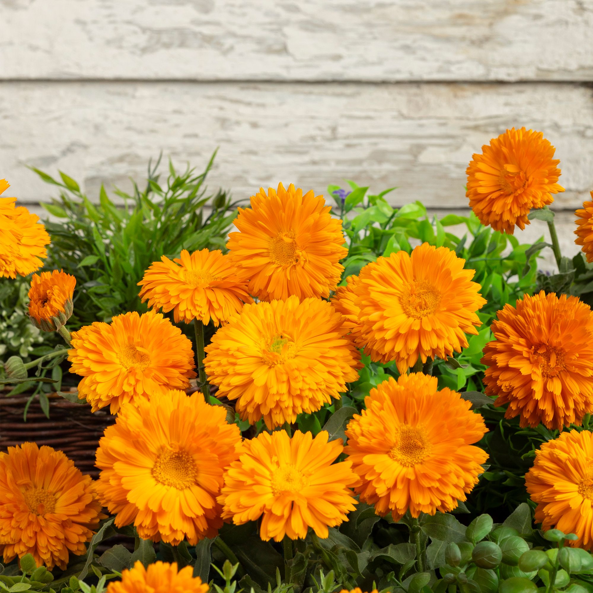 Verve Orange King Calendula Seeds