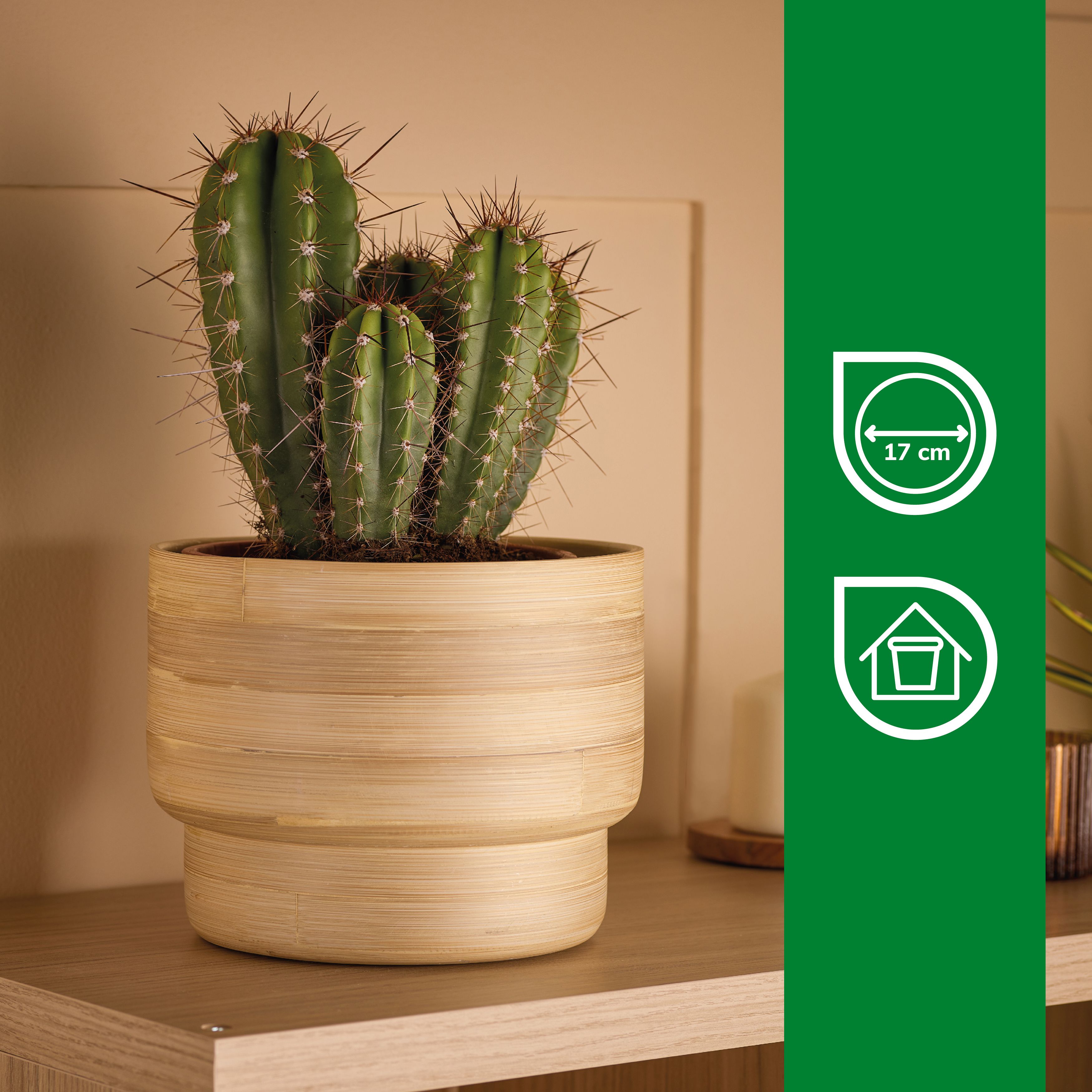 Shop Verve Painted Natural Neutral Bamboo Plant pot (Dia) 20.5cm, (H)16.5cm