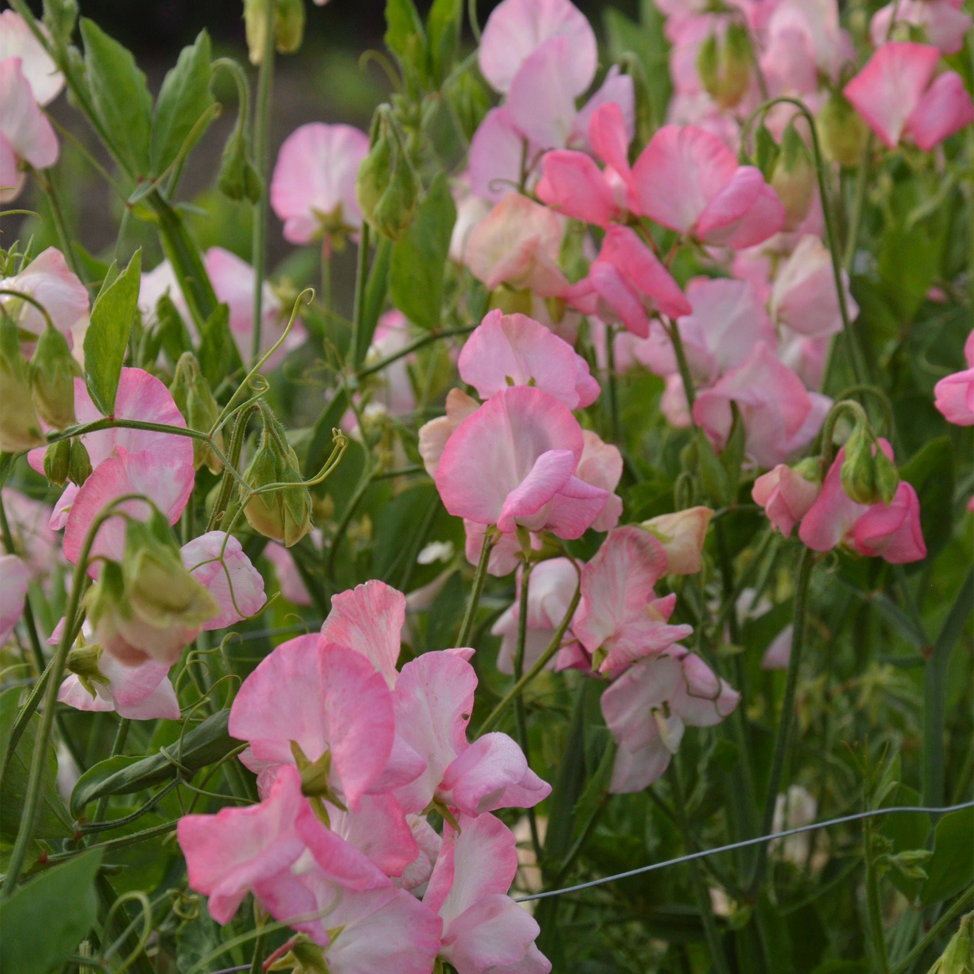Verve Pale Pink Sweet Pea Seeds