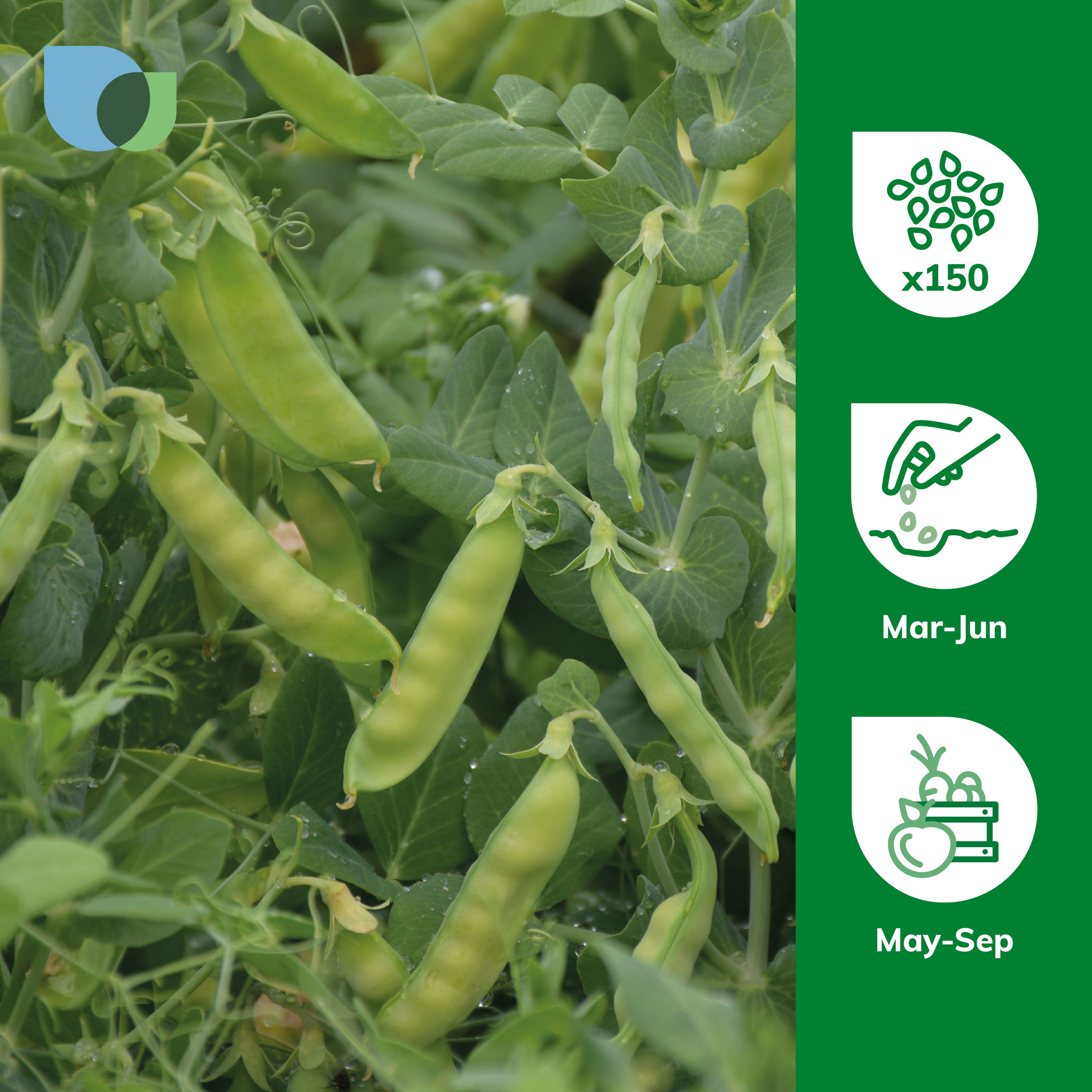 Verve Pea 'Sugar Snap' Vegetable Seeds