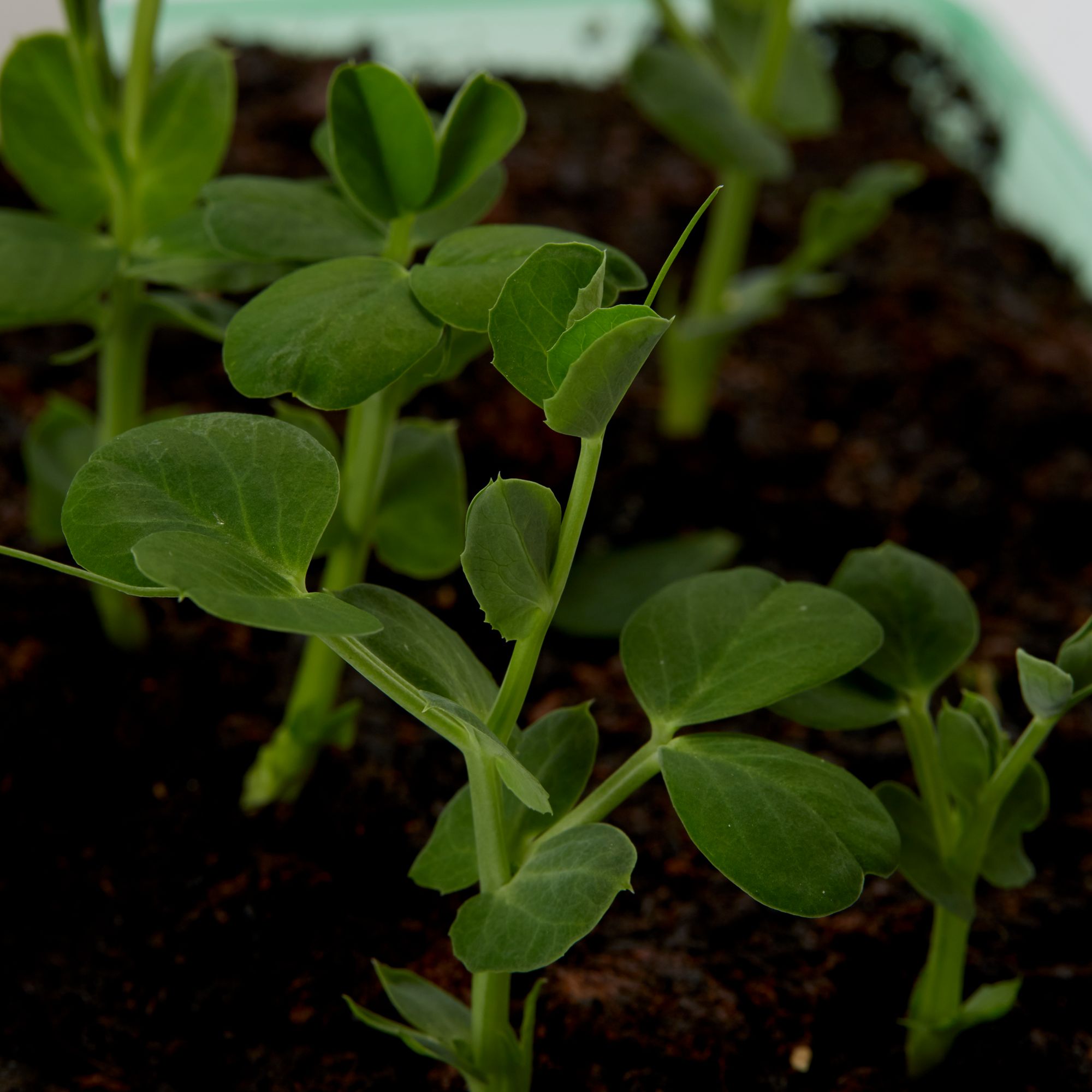 Verve Pea 'Sugar Snap' Vegetable Seeds