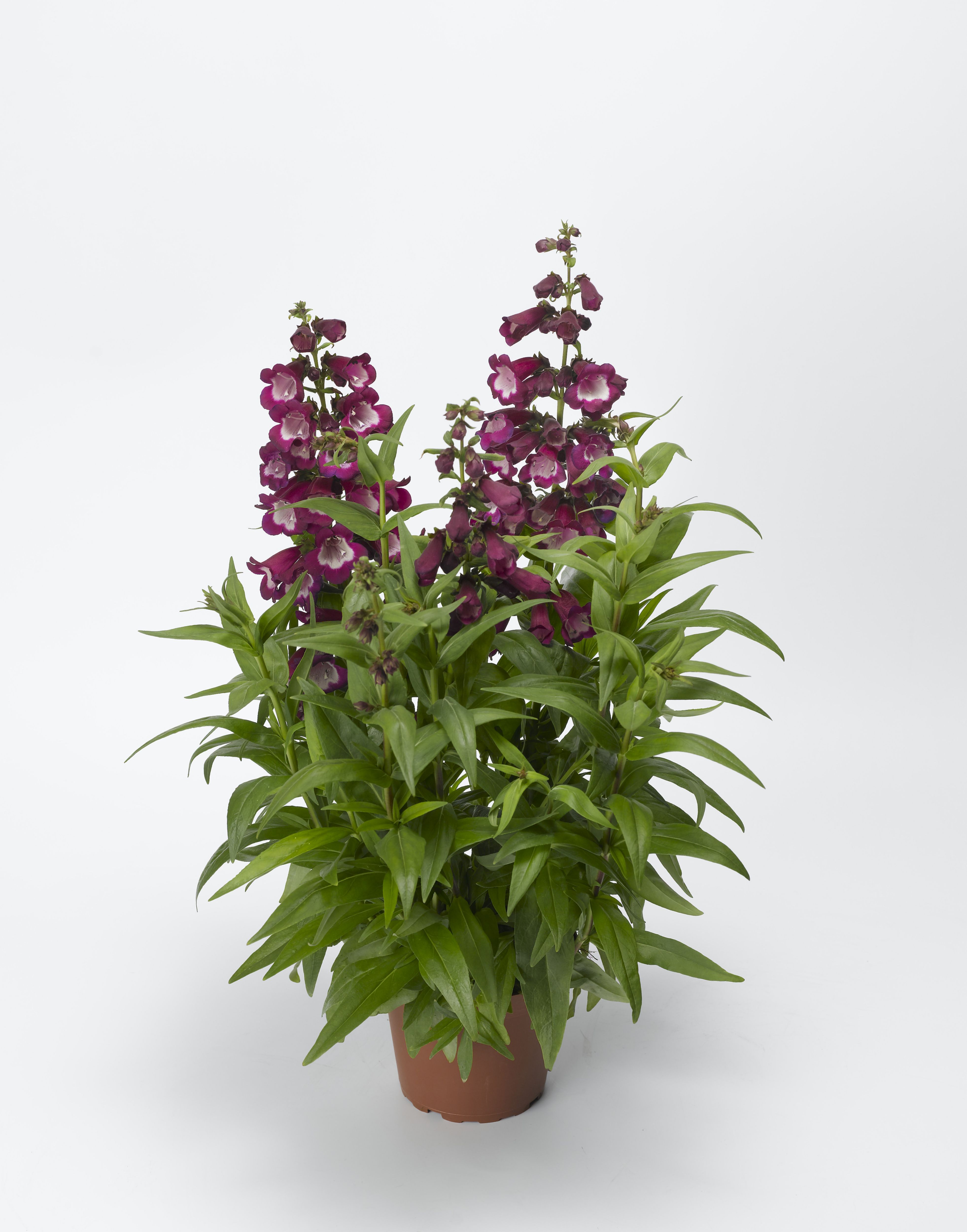 Verve Penstemon Plant