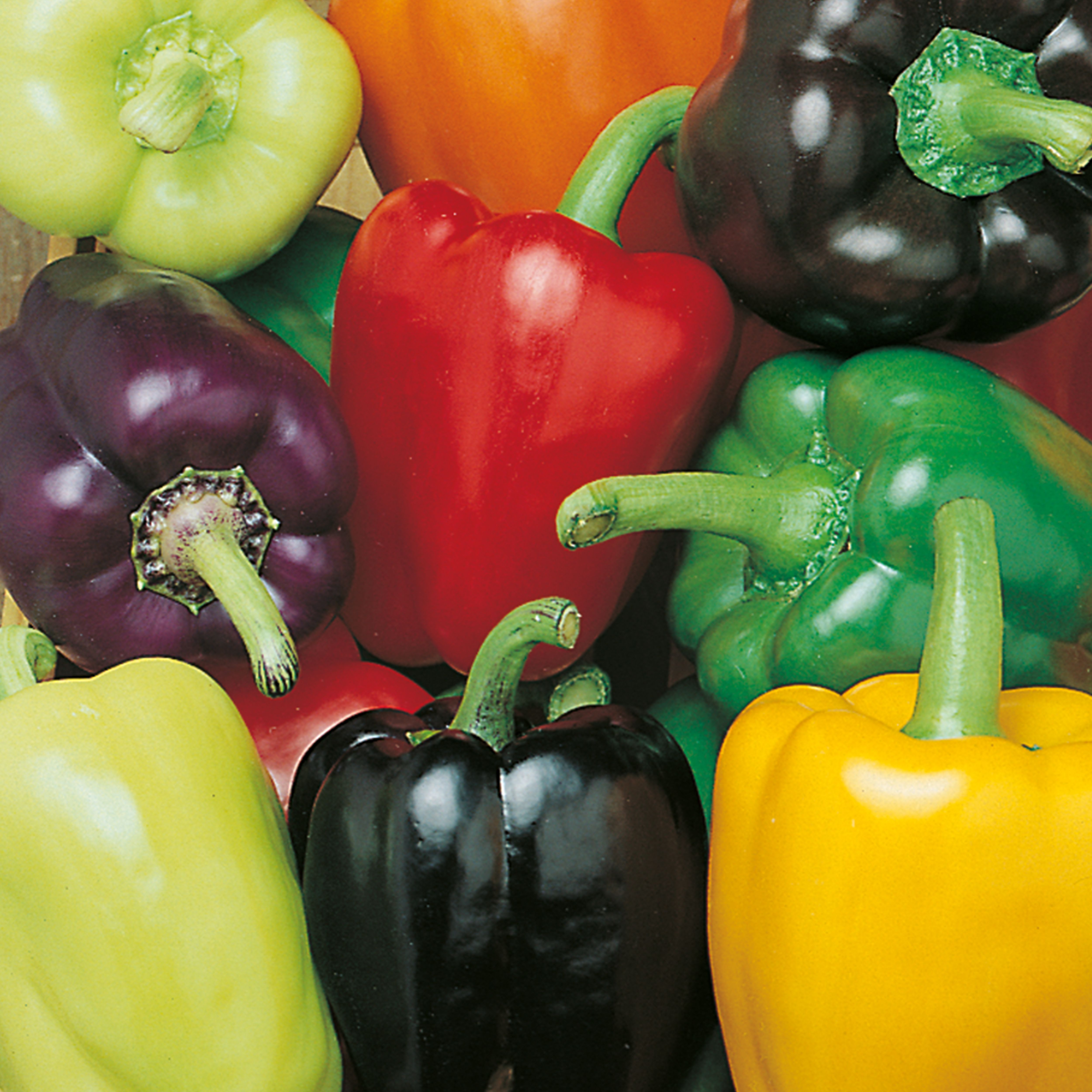 Verve Pepper Vegetable Seeds