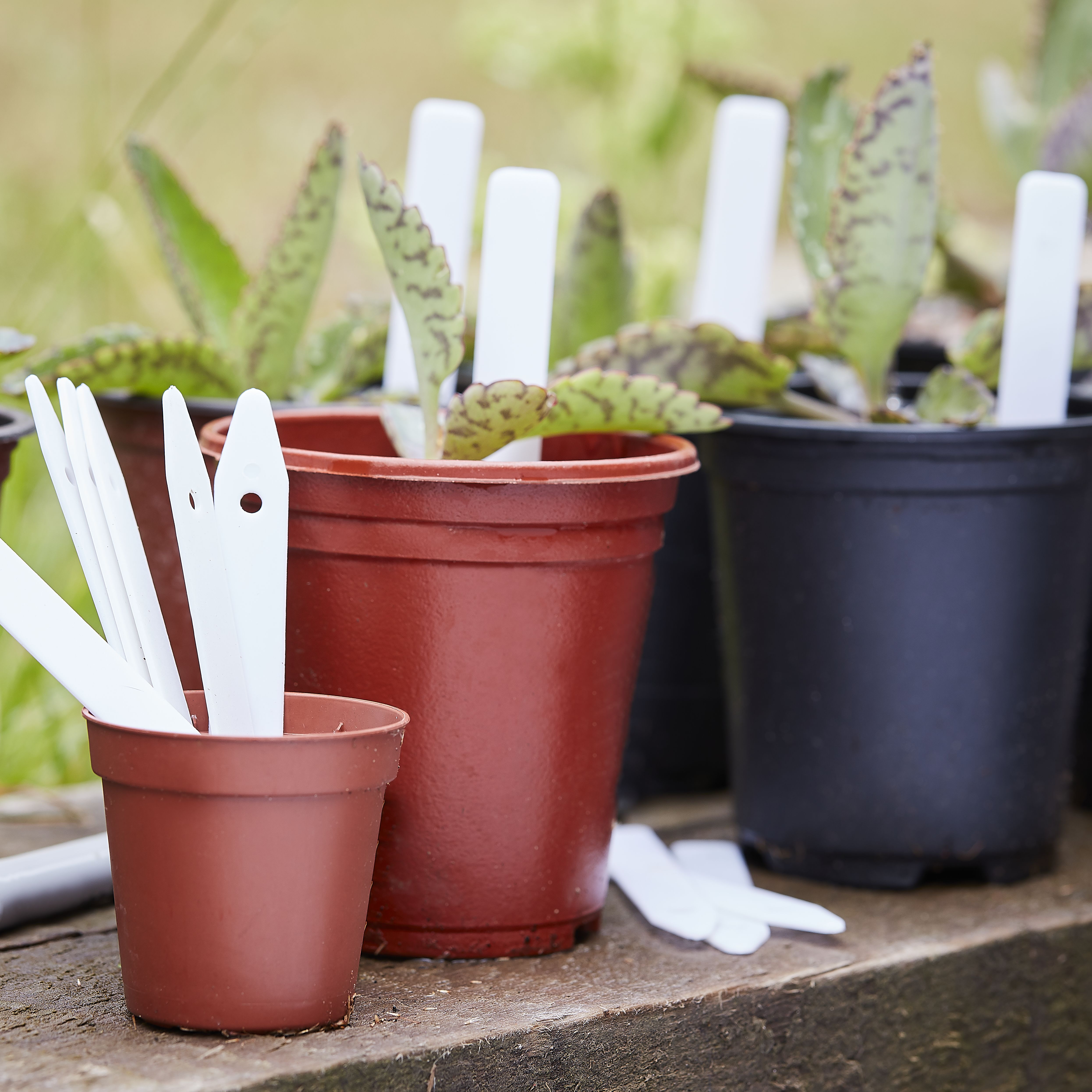 Gardening projects for kids at B&Q