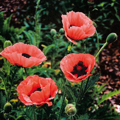 Verve Poppy Plant