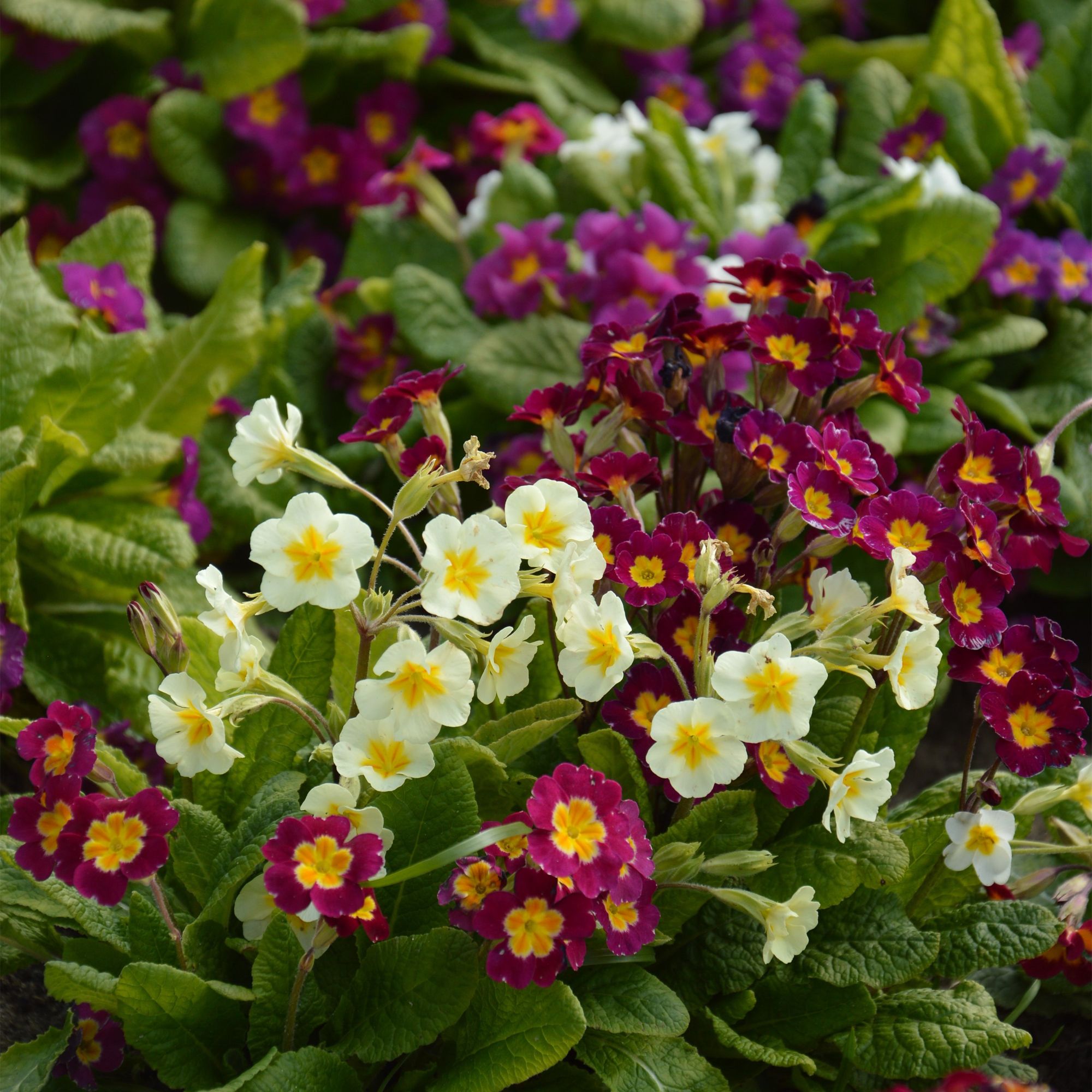 Verve Potsdam Giant Mix Primrose Seeds