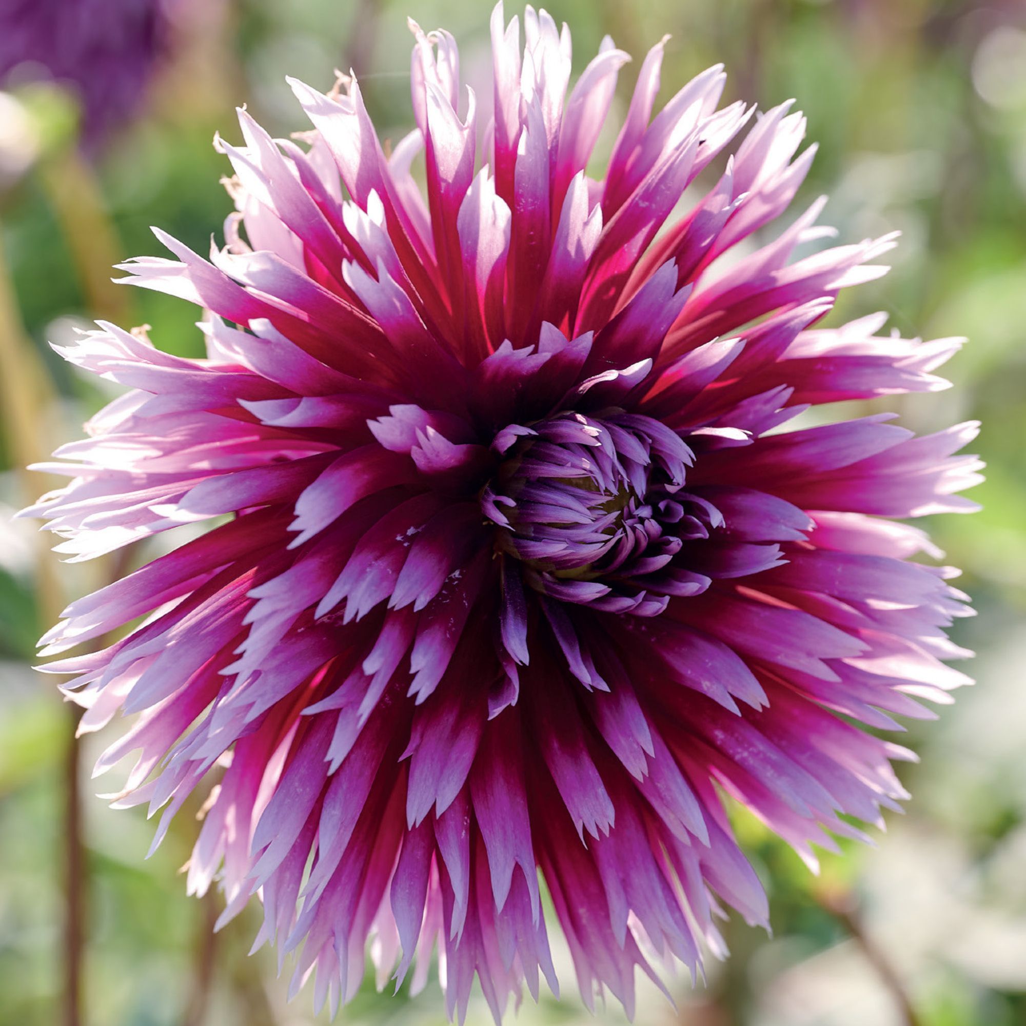 Verve Premium Dahlia Alauna Clair-Obscur Flower bulb