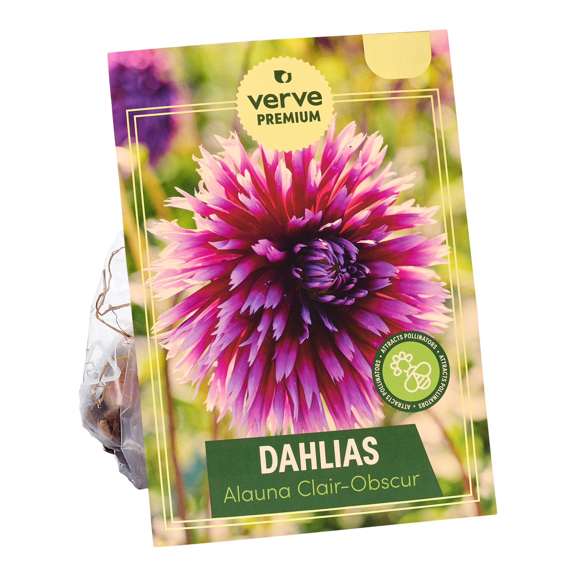 Verve Premium Dahlia Alauna Clair-Obscur Flower bulb